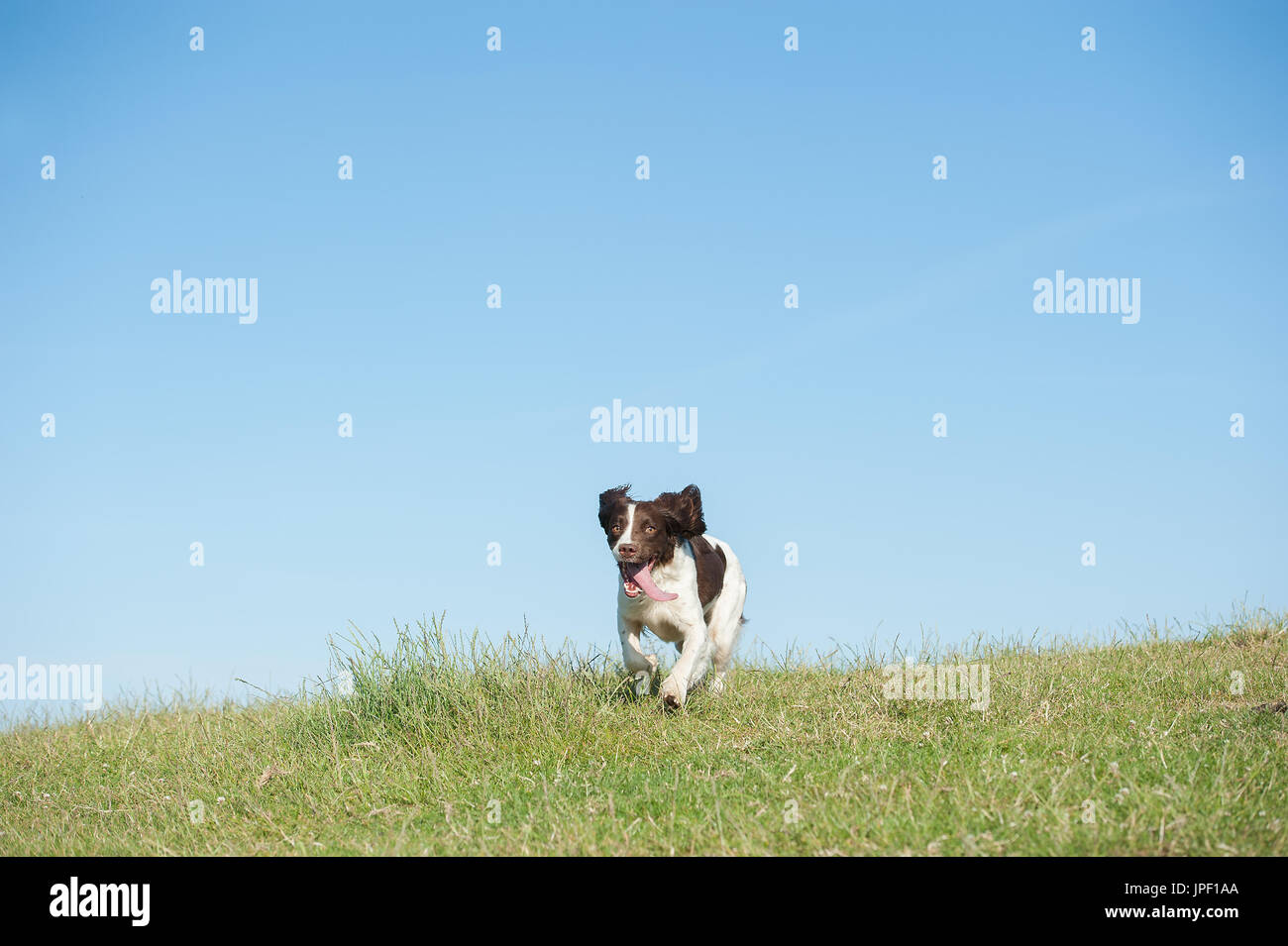 Dog Running Spaniel High Resolution Stock Photography and Images - Alamy