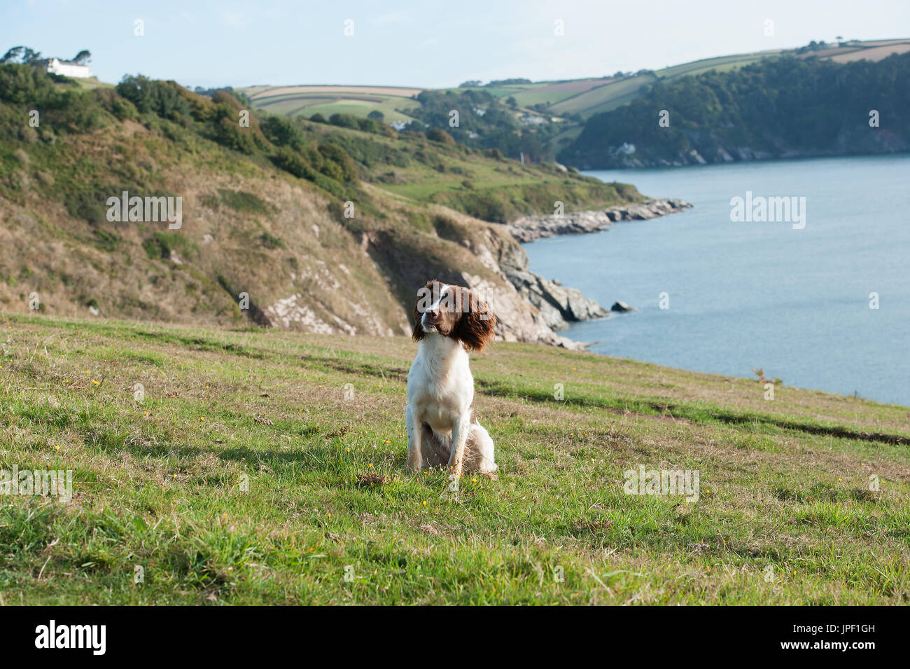 Dog near to a cliff hi-res stock photography and images - Alamy