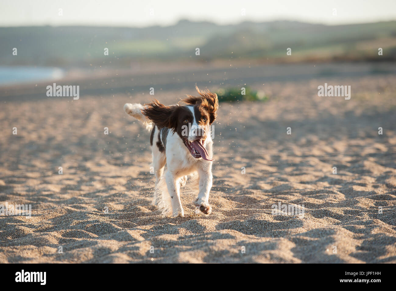 Dog happy jumping running spaniel hi-res stock photography and images ...