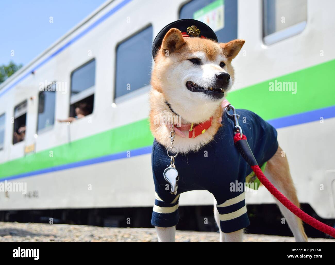 Lala, the "dog stationmaster" of JR Shin-Totsukawa train station, is ...