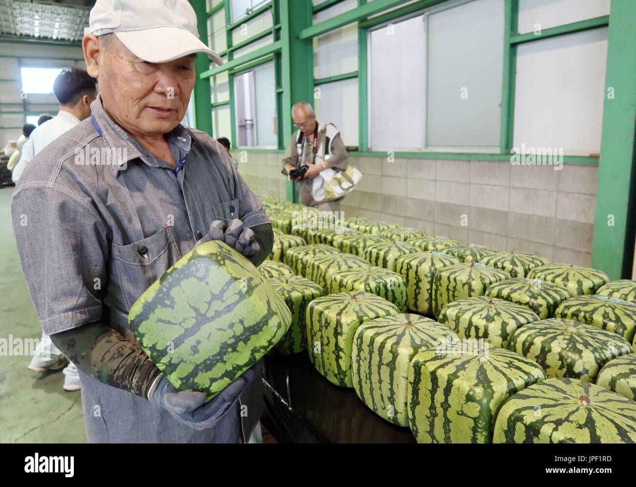 Workers check cube-shaped watermelons in Zentsuji, Kagawa Prefecture ...