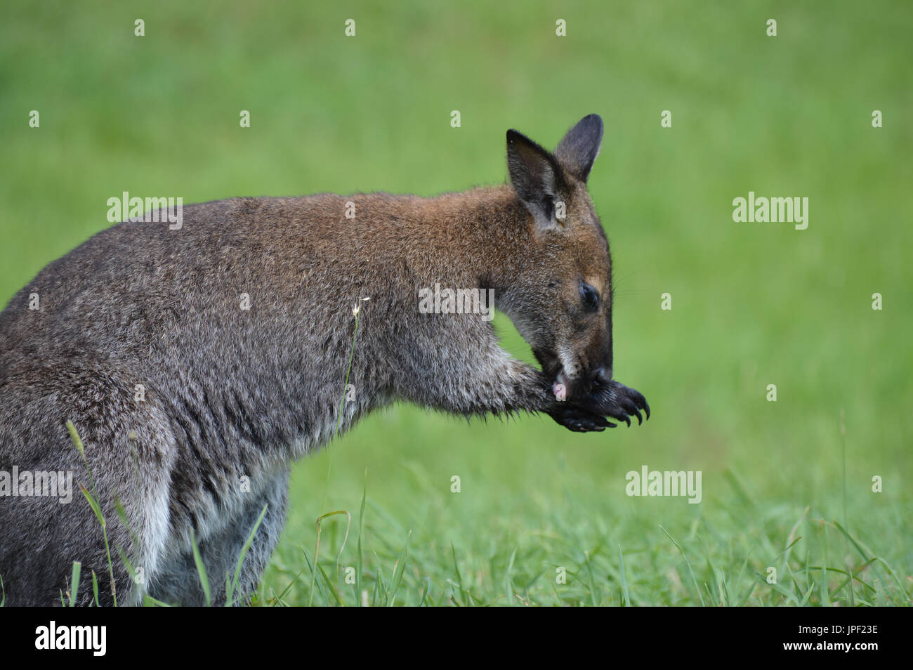 Wallaby in the outdoors Stock Photo - Alamy