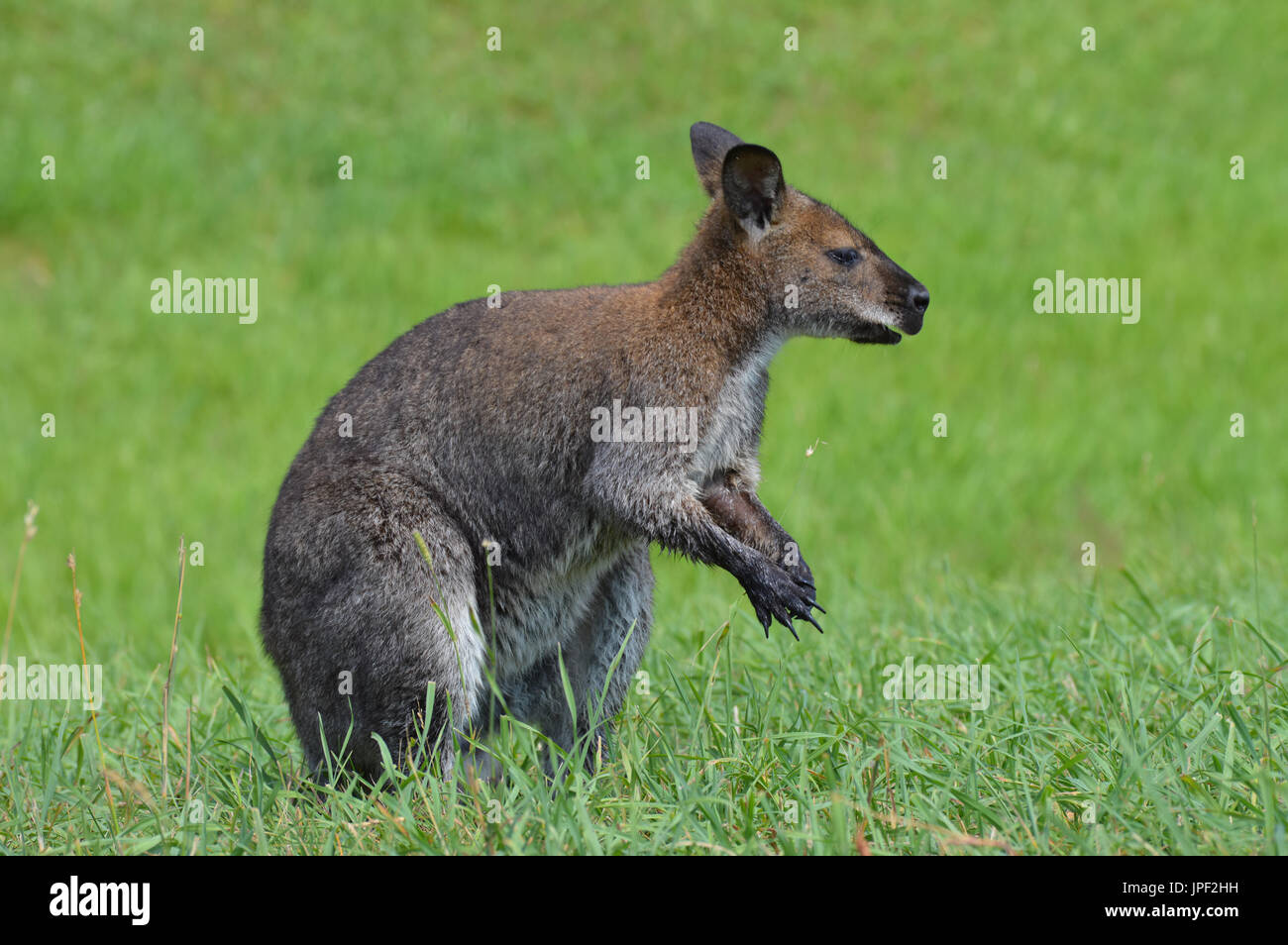 Wallaby in the outdoors Stock Photo - Alamy