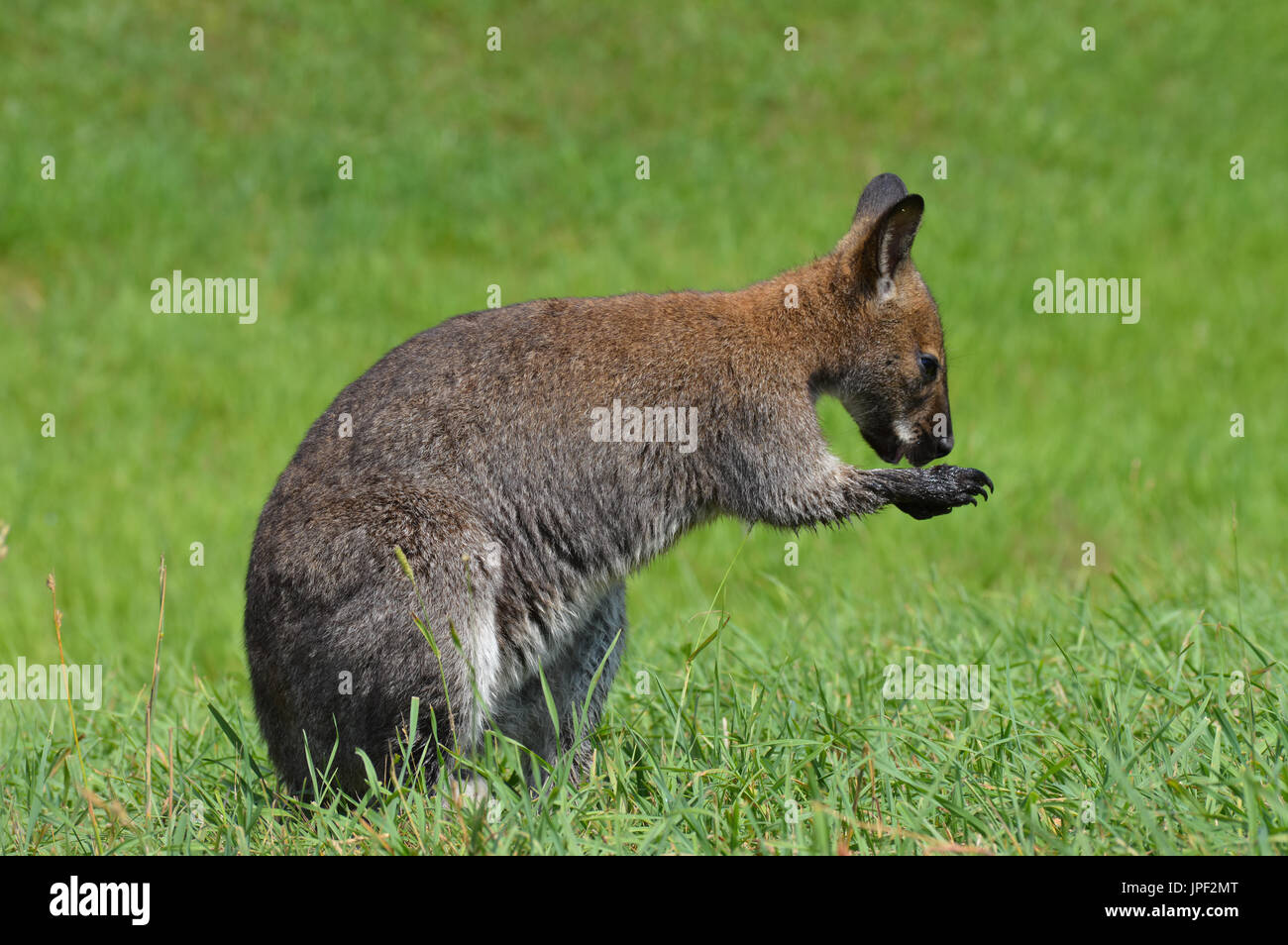 Wallaby in the outdoors Stock Photo - Alamy