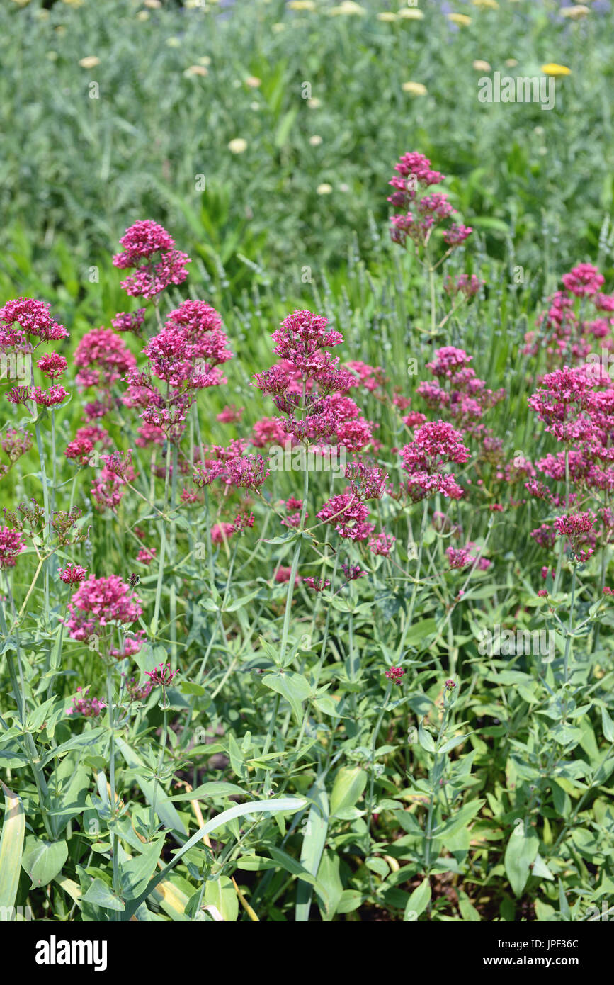 Brazilian verbena hi-res stock photography and images - Alamy