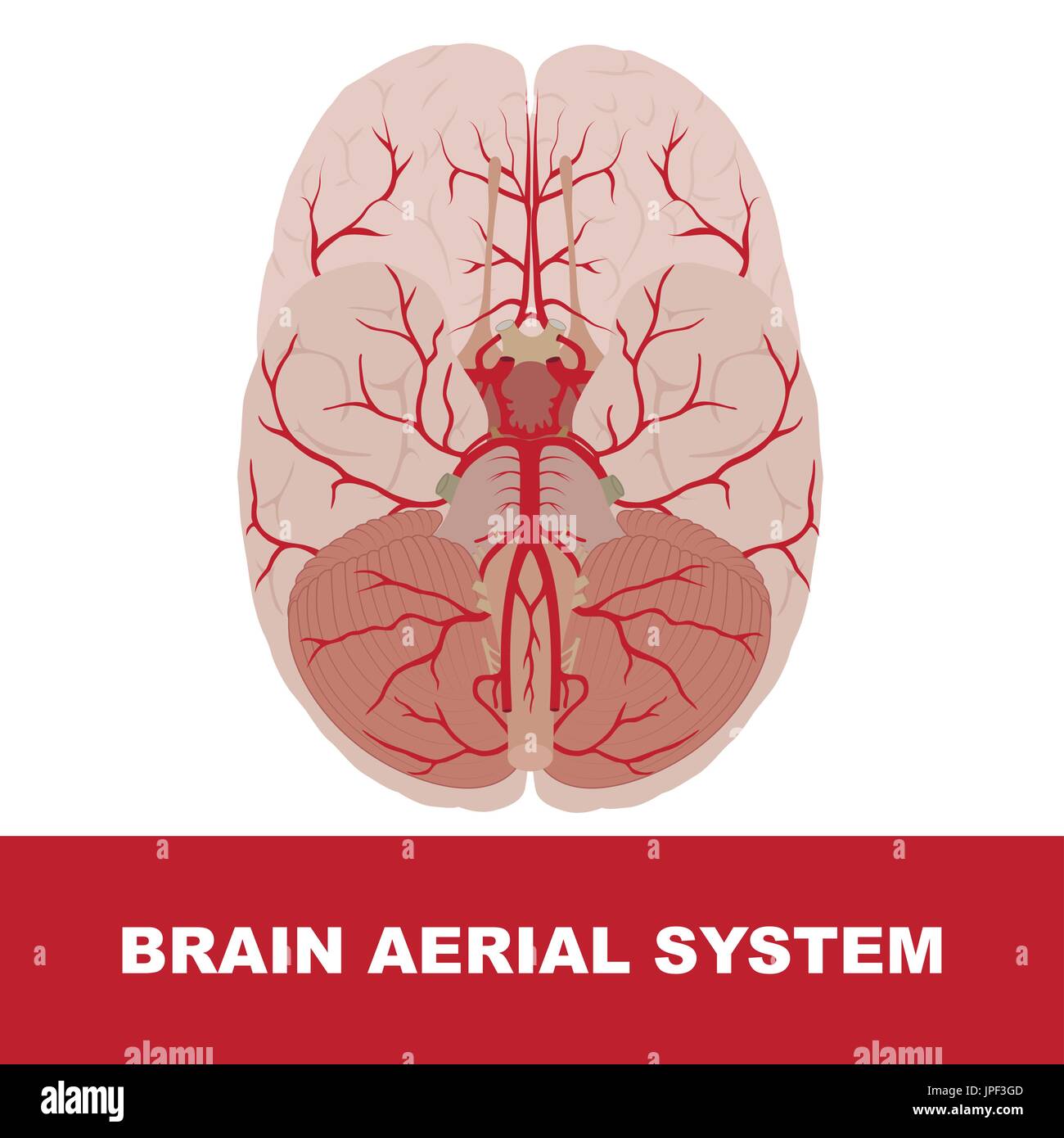 Brain model top view hi-res stock photography and images - Alamy