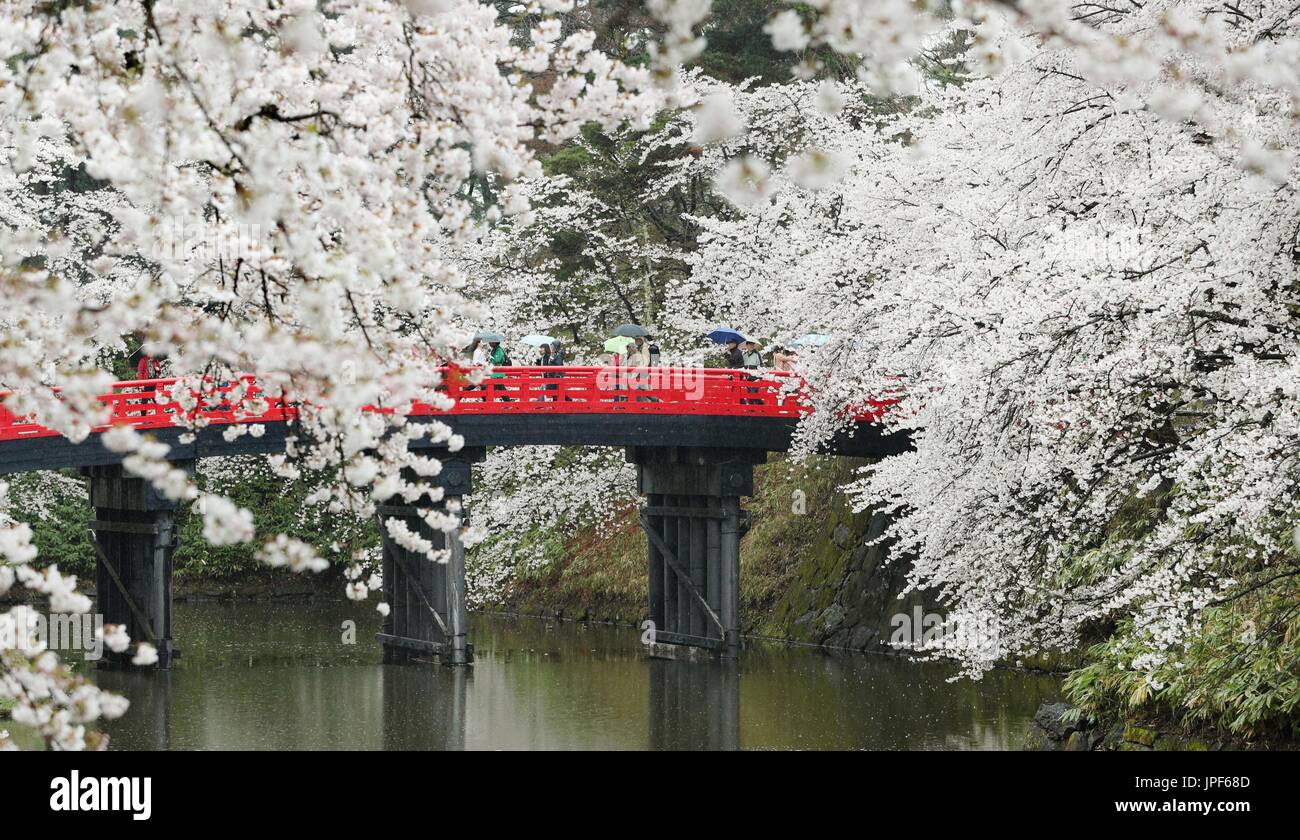Cherry blossoms are in full bloom in the rain at Hirosaki Park in ...