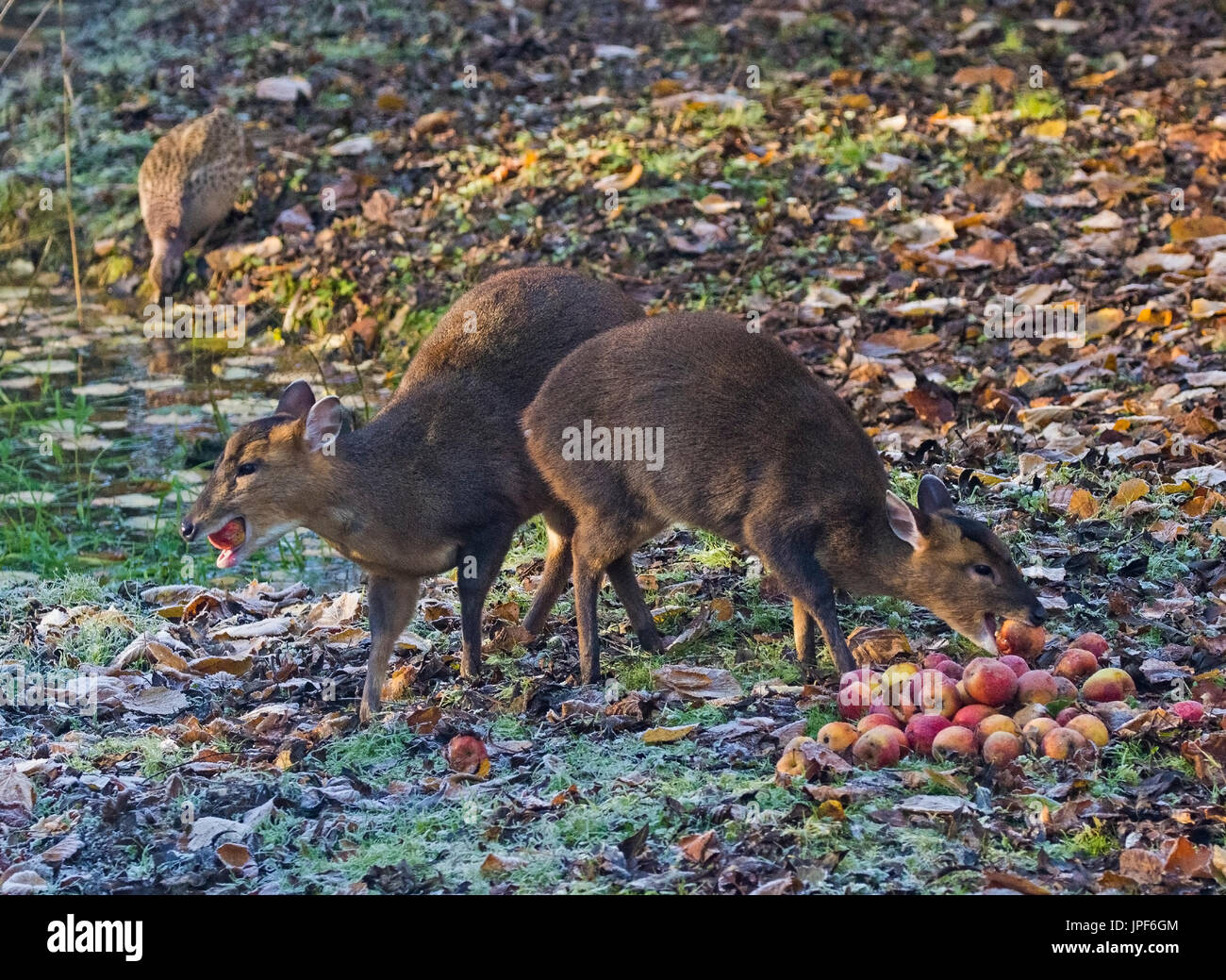 Female muntjac muntiacus reevesi also called barking deer eating winter ...