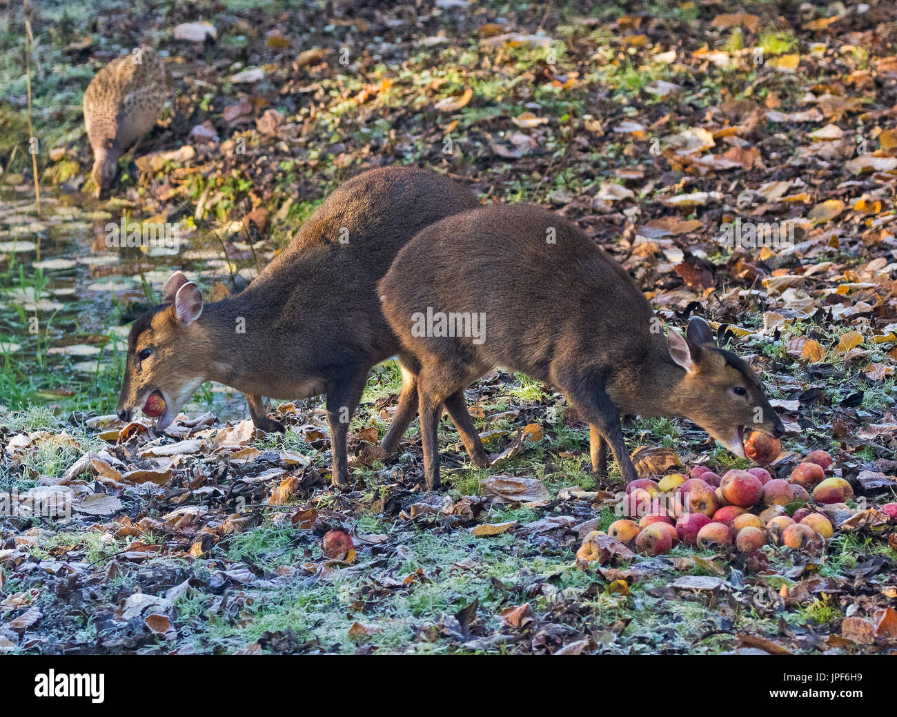 Female muntjac muntiacus reevesi also called barking deer eating winter ...