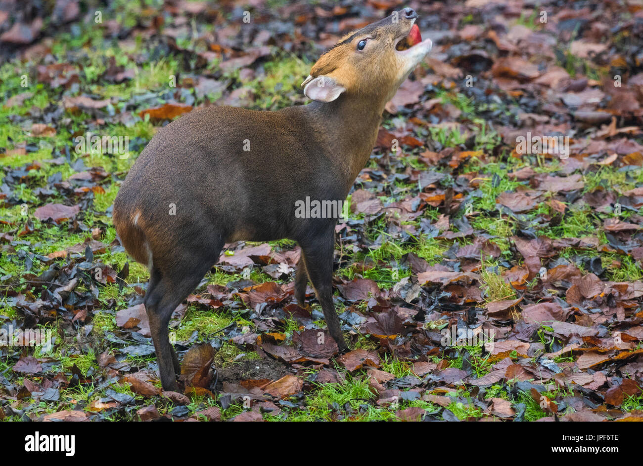 Female muntjac hi-res stock photography and images - Alamy
