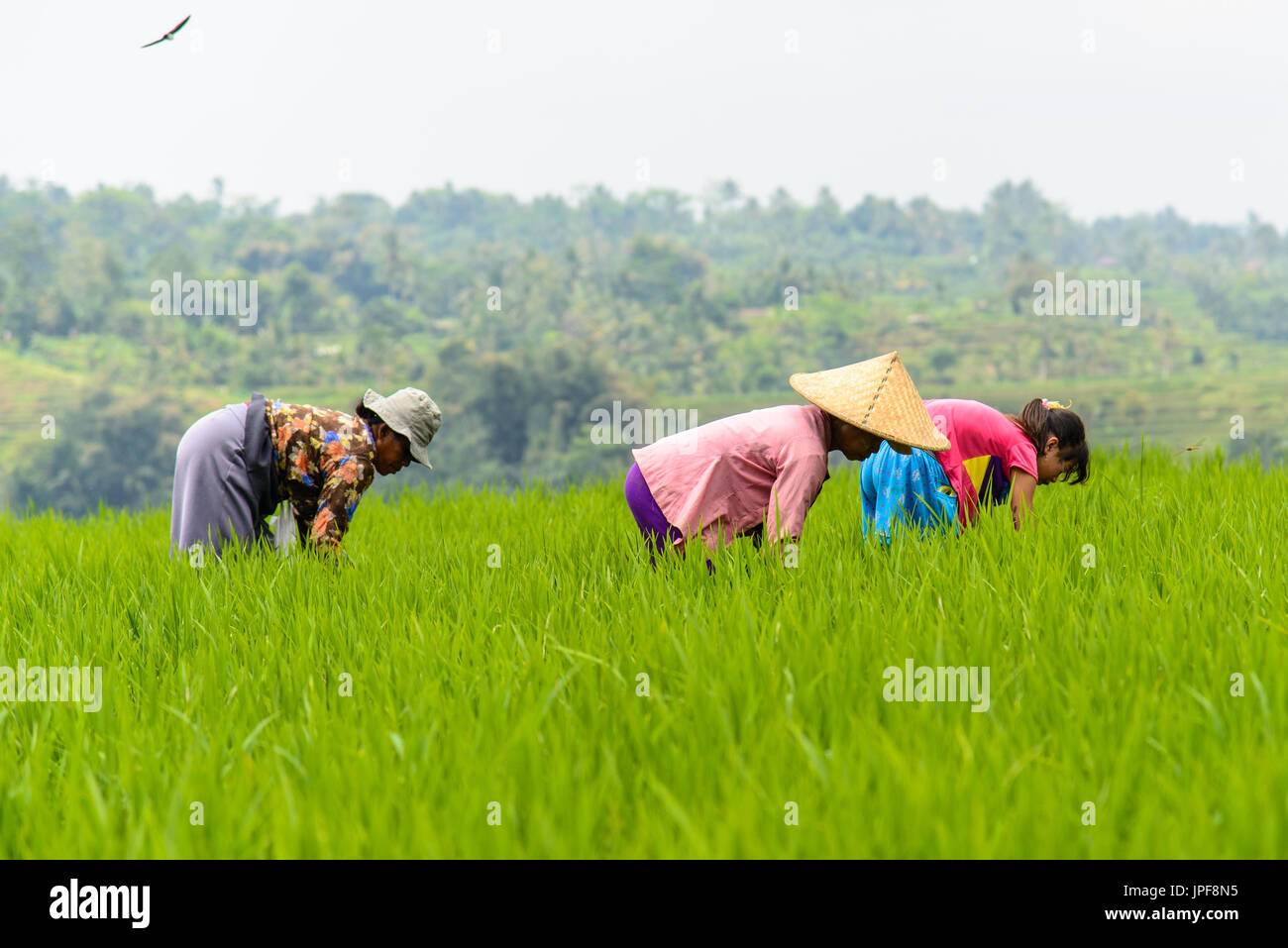 Indonesian Farmer High Resolution Stock Photography and Images - Alamy