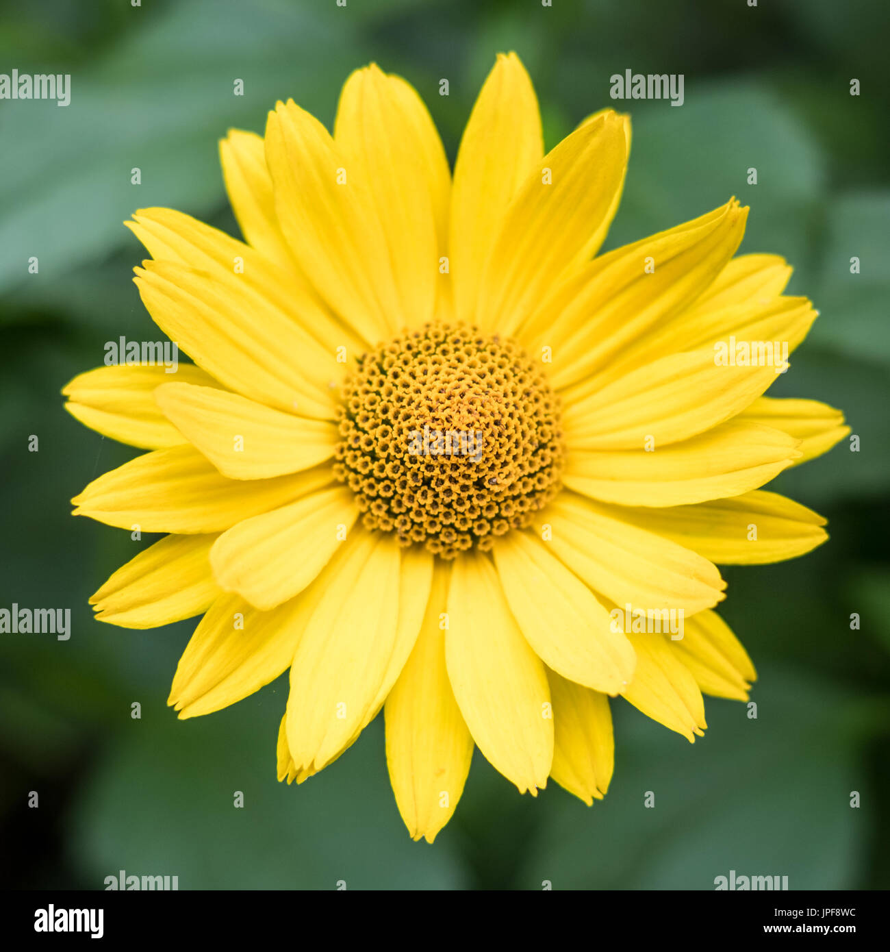 yellow garden flowers with natural background Stock Photo - Alamy