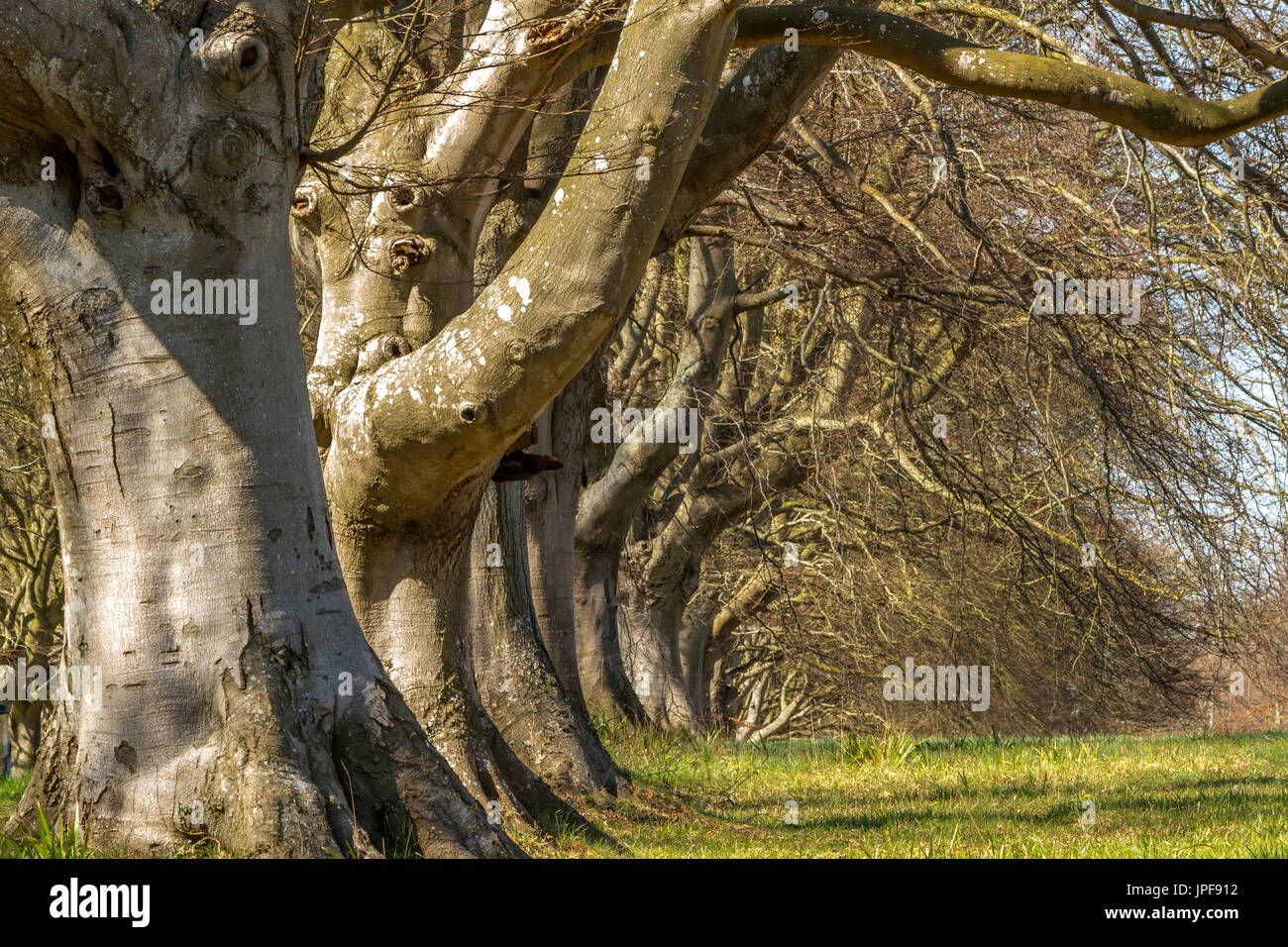 Row of Common Beech Trees (Fagus Sylvatica) along the B3082 at creating ...