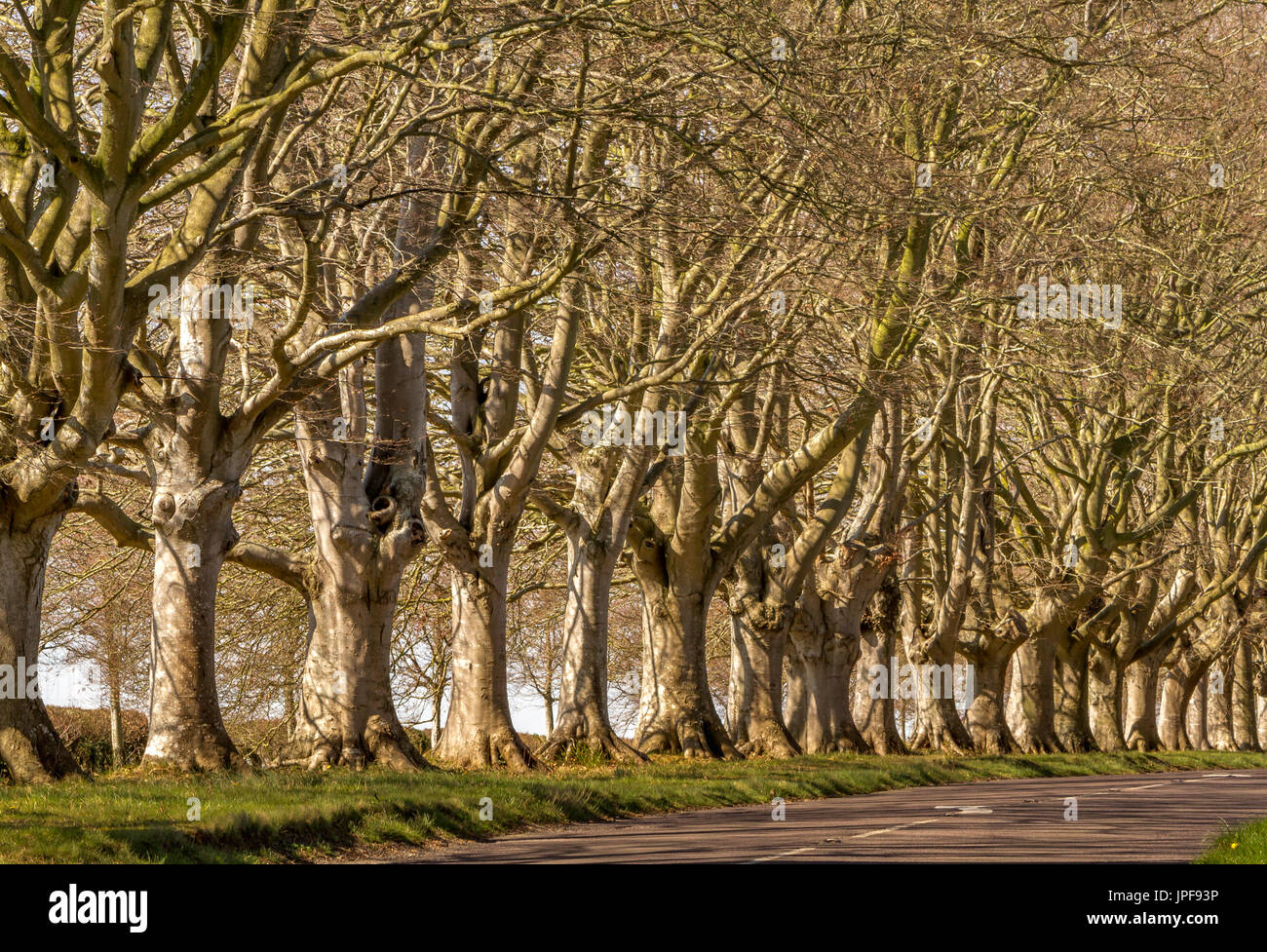 Row of Common Beech Trees (Fagus Sylvatica) along the B3082 at creating ...