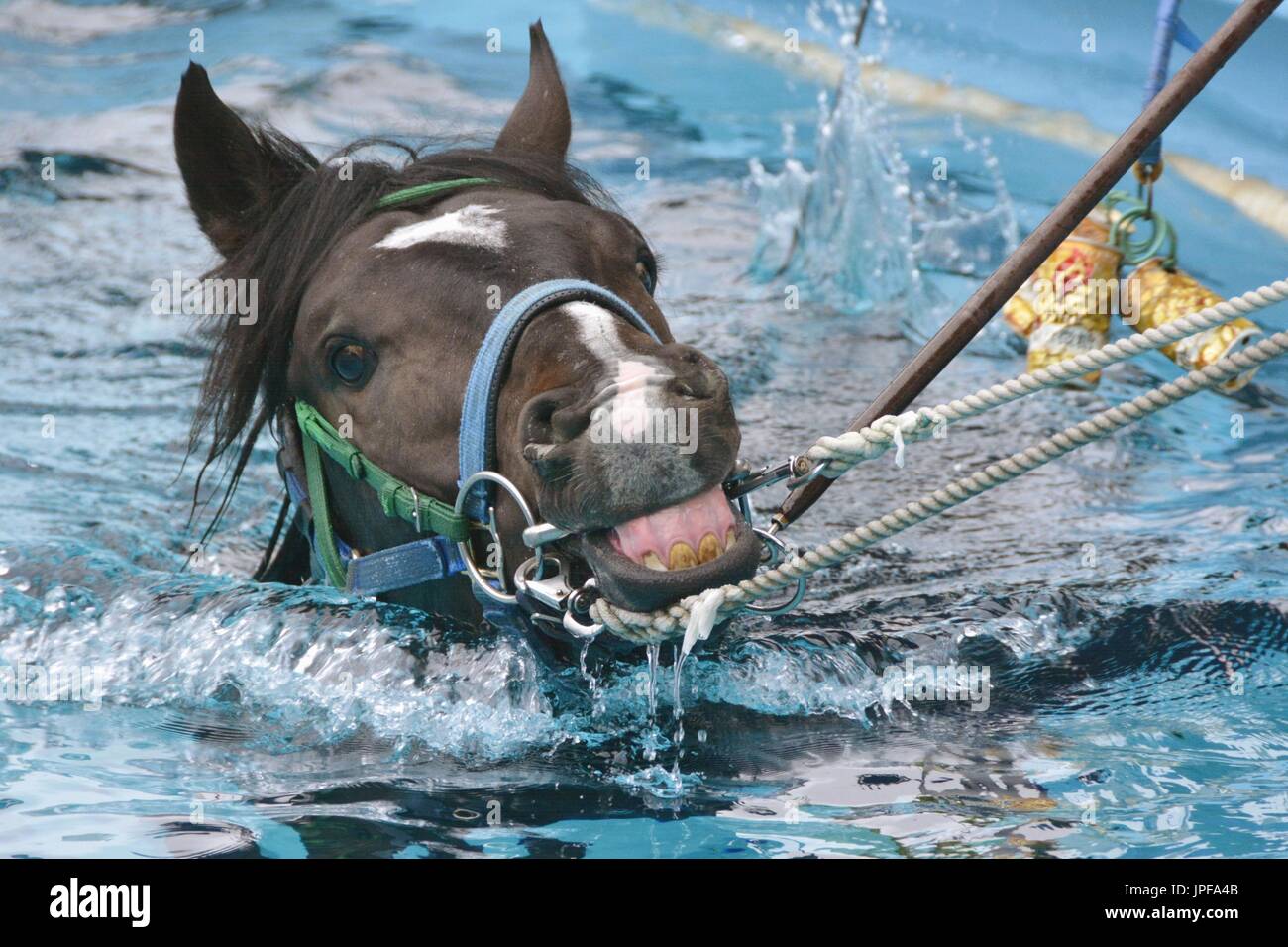 A thoroughbred recuperating from an injury swims in a pool at the ...