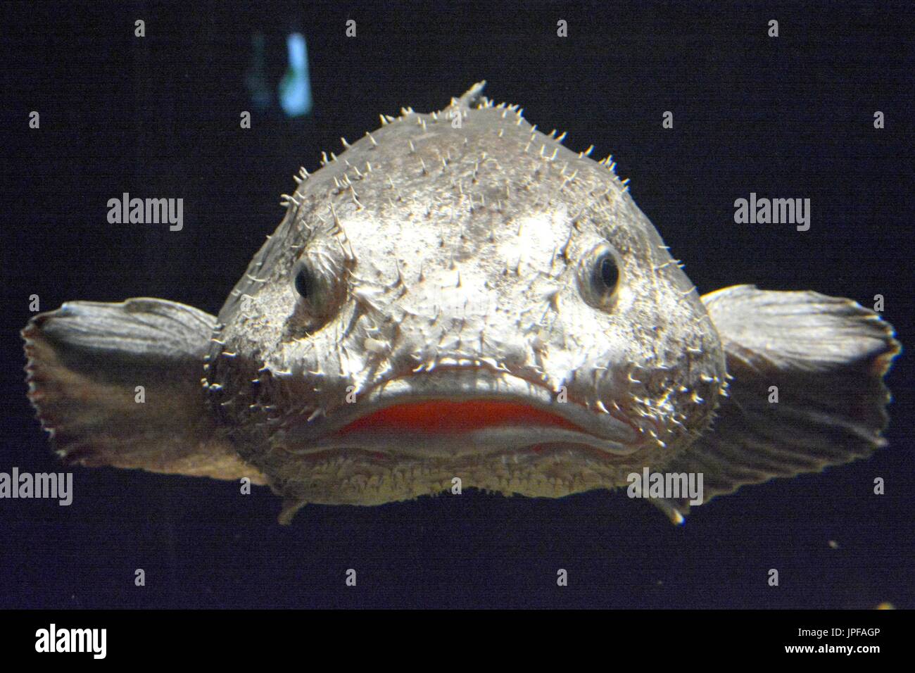A blobfish, shown in this photo taken May 30, 2017, in Aquamarine ...