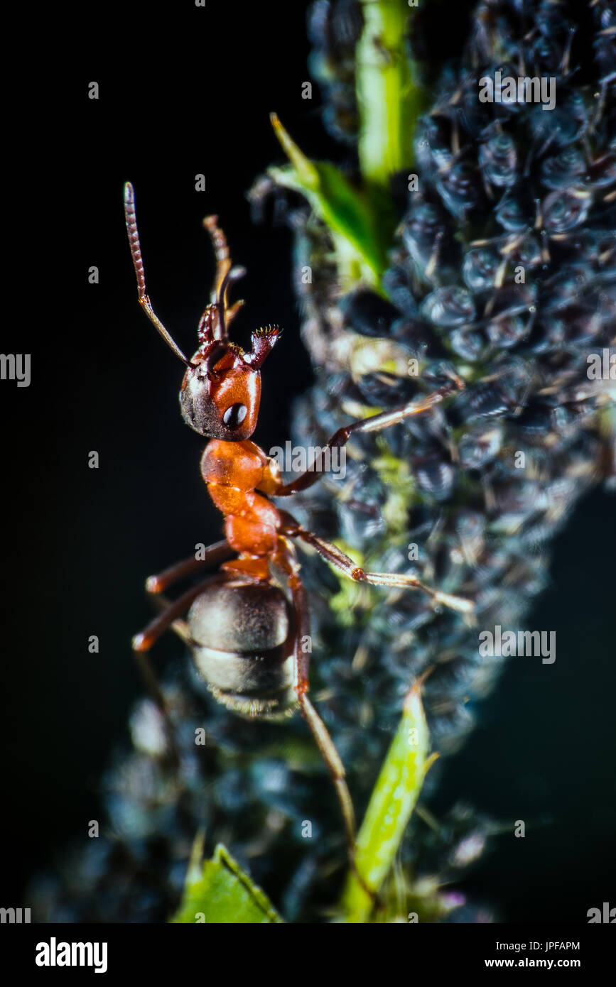 ant shepard hearding aphids Stock Photo - Alamy