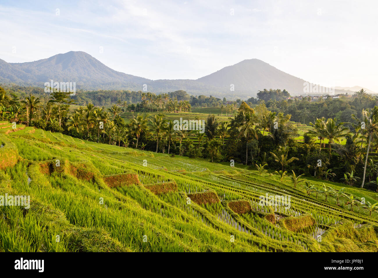 famous rice terraces of Jatiluwih, UNESCO world heritage site, Bali, Indonesia Stock Photo - Alamy