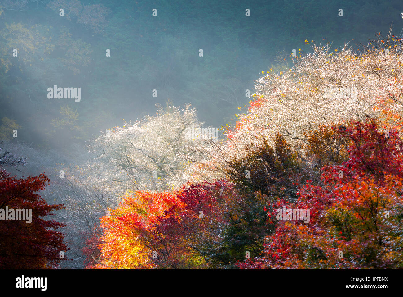 Nagoya, Obara. Autumn Landscape with sakura blossom. Shikizakura kind ...