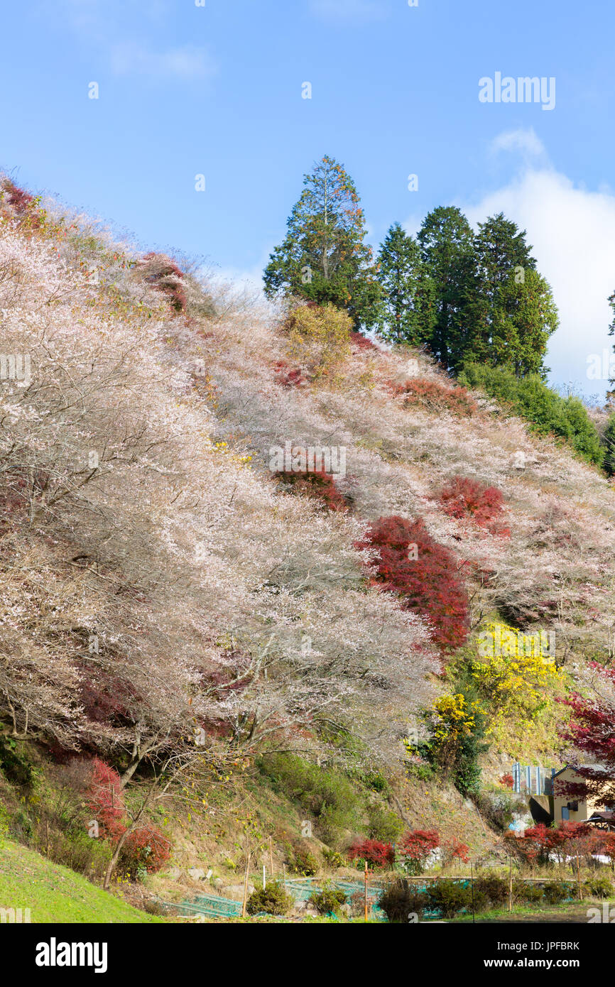 Sakura blooms hi-res stock photography and images - Alamy