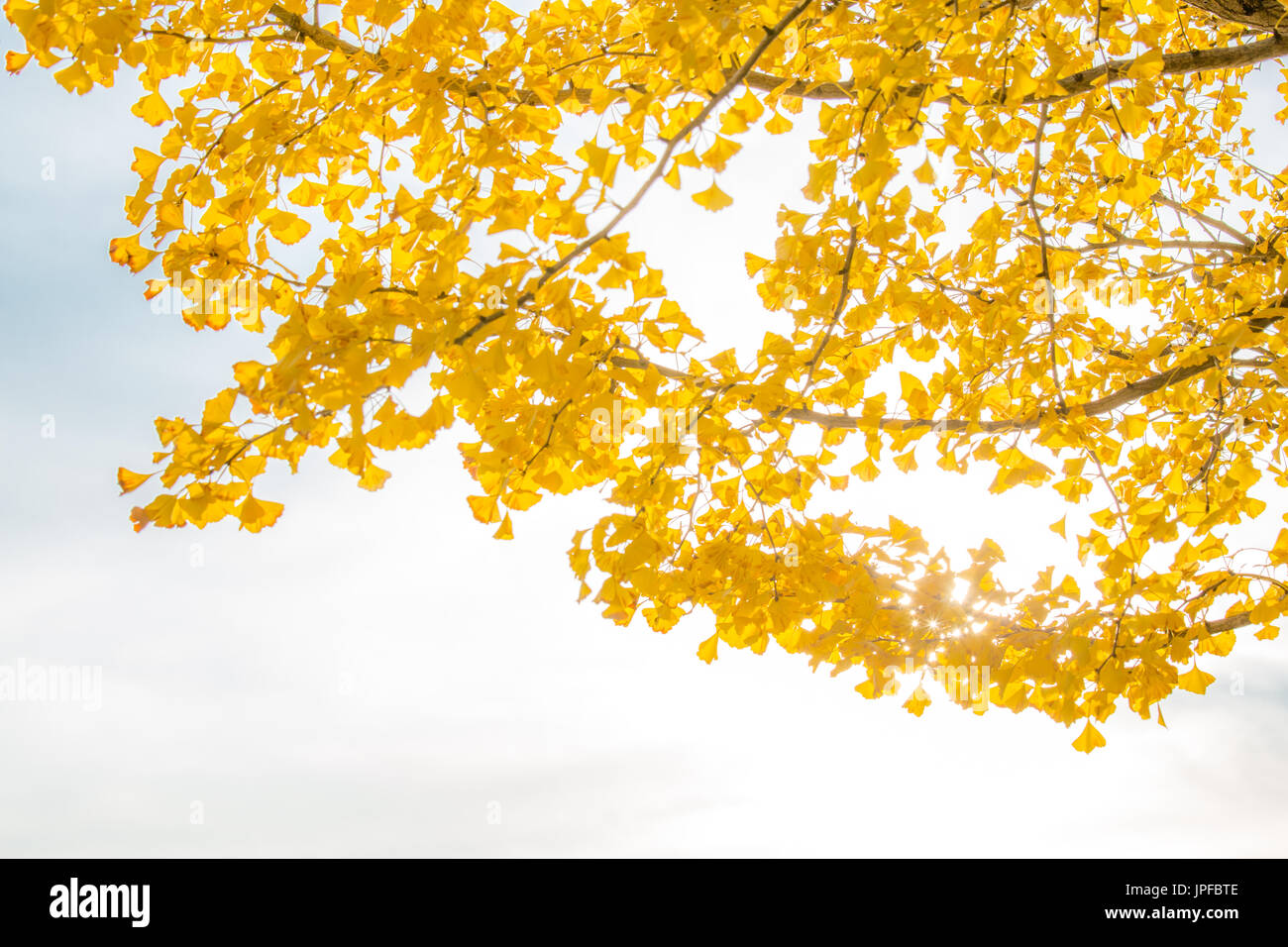 Ginkgo trees in Autumn in Tokyo Japan Stock Photo - Alamy