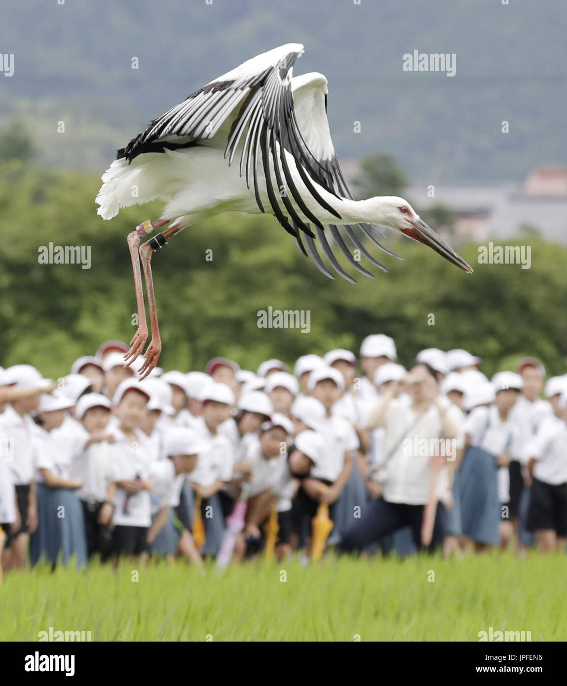 Four young storks are released into the wild in the western Japan city ...