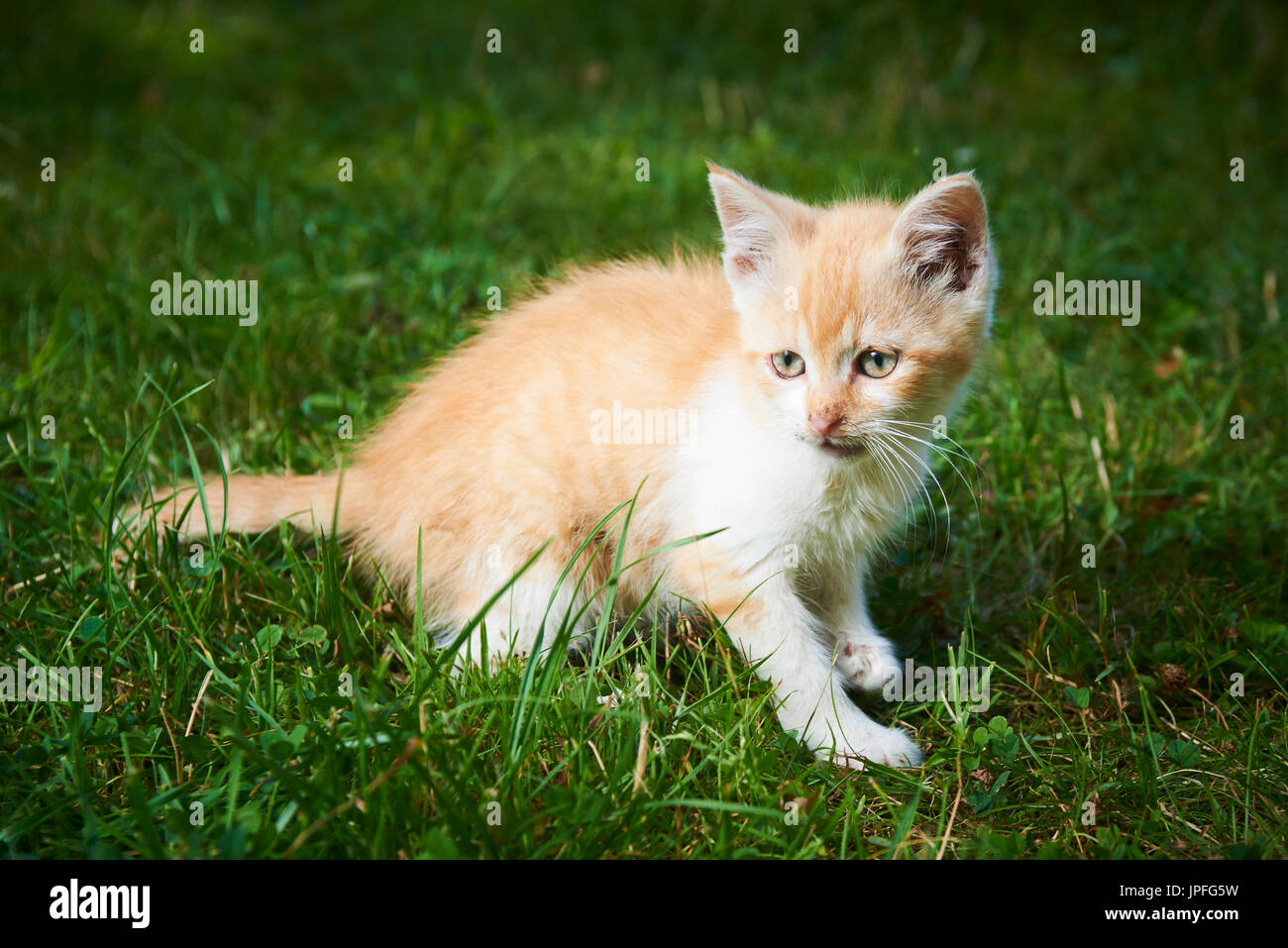 A little cute red kitten cat playing in the green grass Stock Photo - Alamy