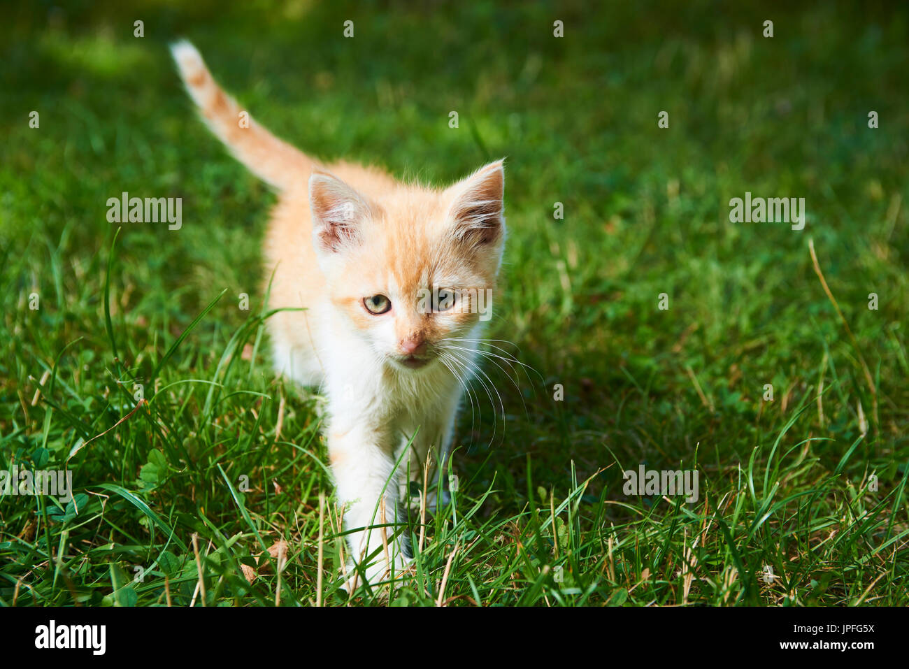 A little cute red kitten cat playing in the green grass Stock Photo - Alamy