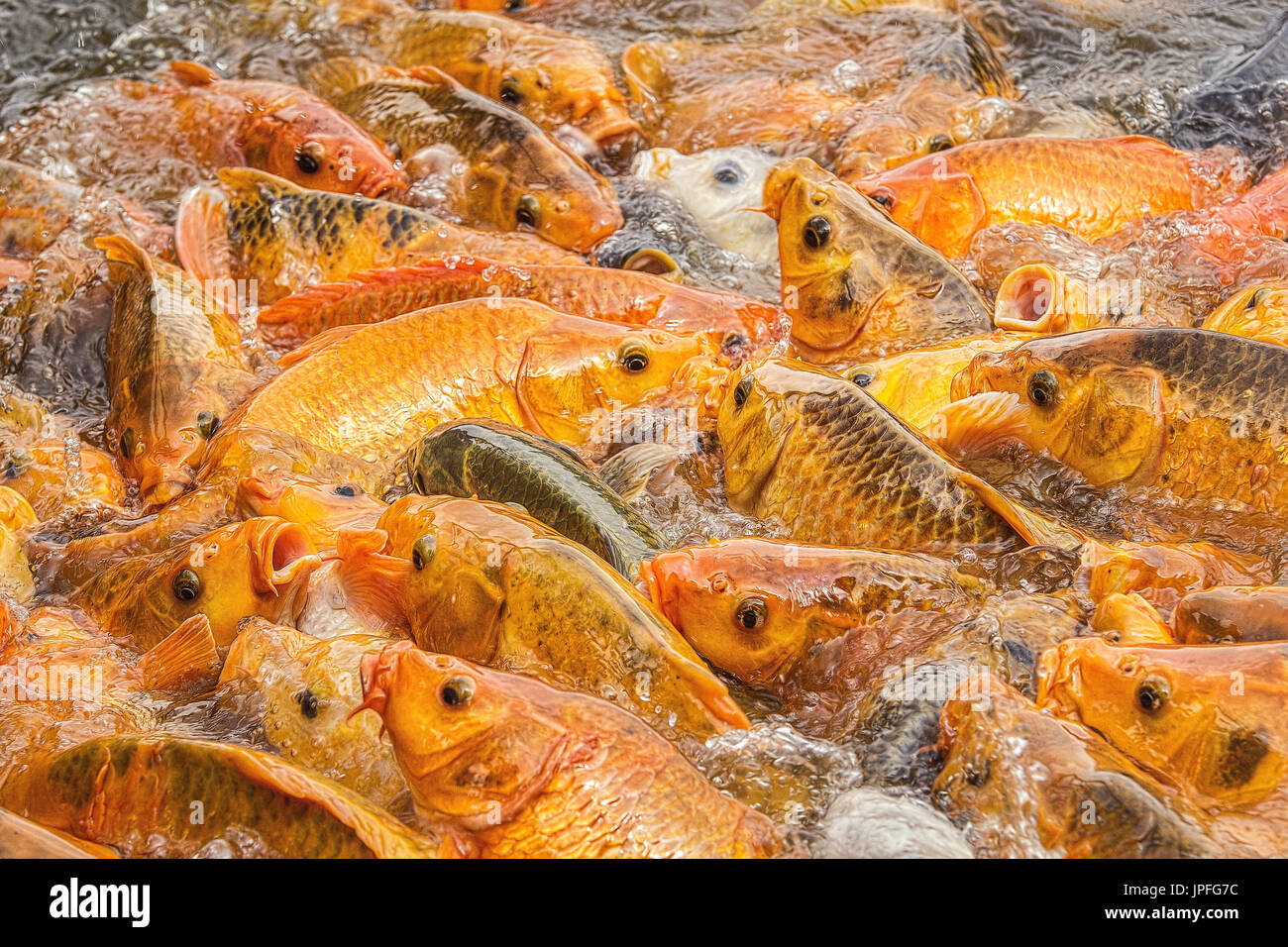 Koi carp fish hi-res stock photography and images - Alamy
