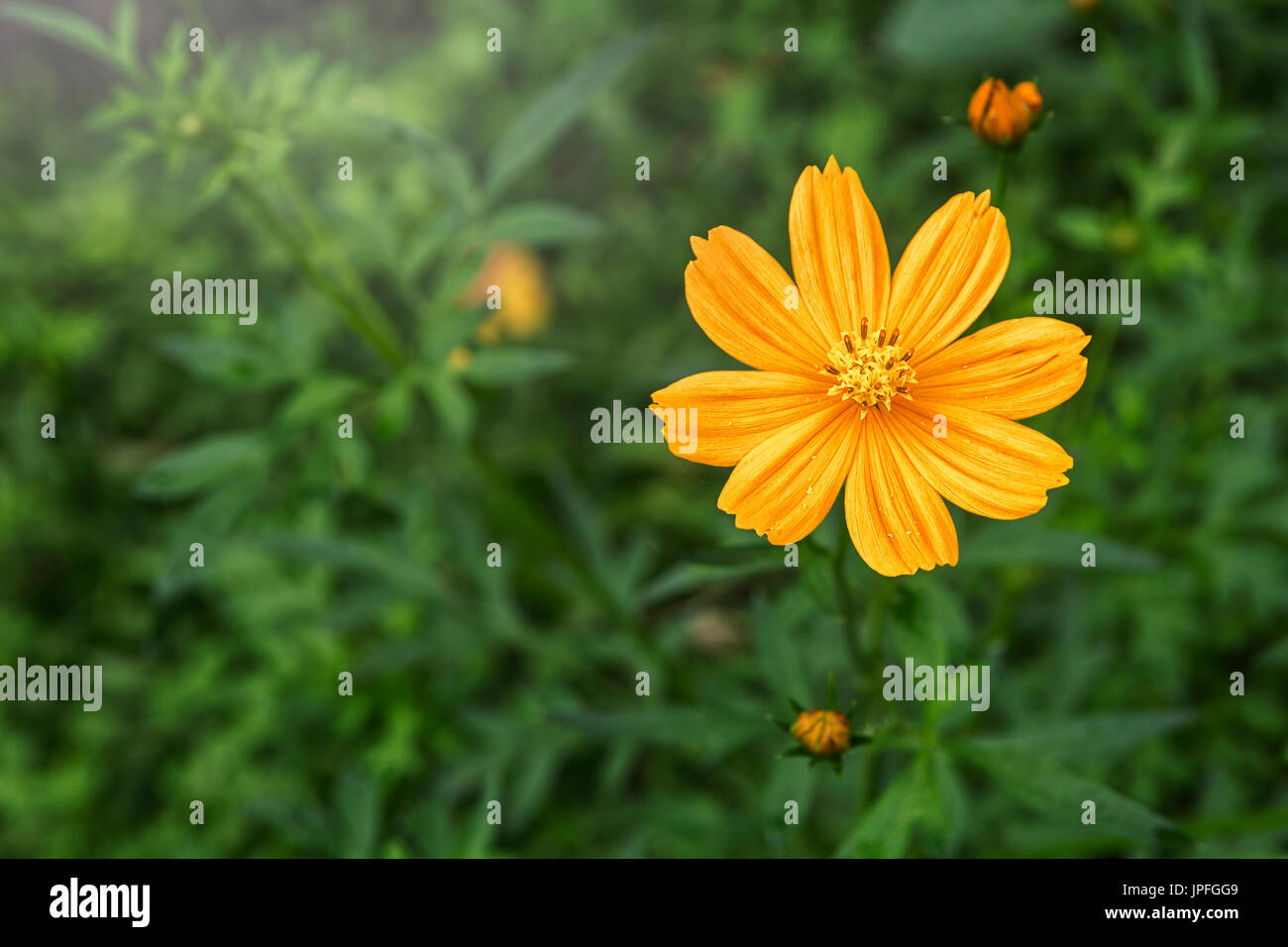photo of Yellow tropical flower blooming in the green park Stock Photo ...