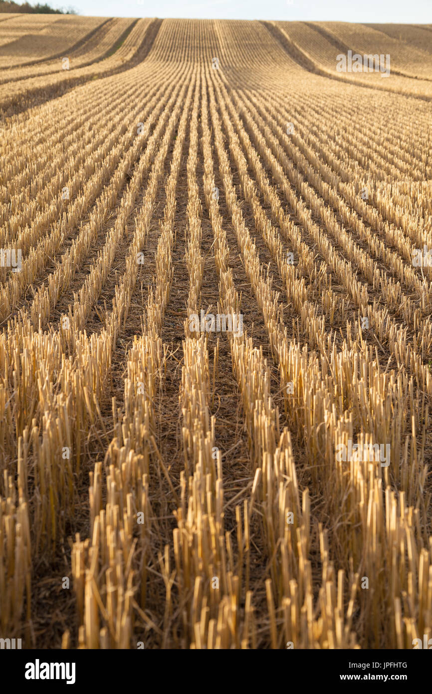 Strong lines in a Wheat field after harvest near Wormit Fife Scotland ...