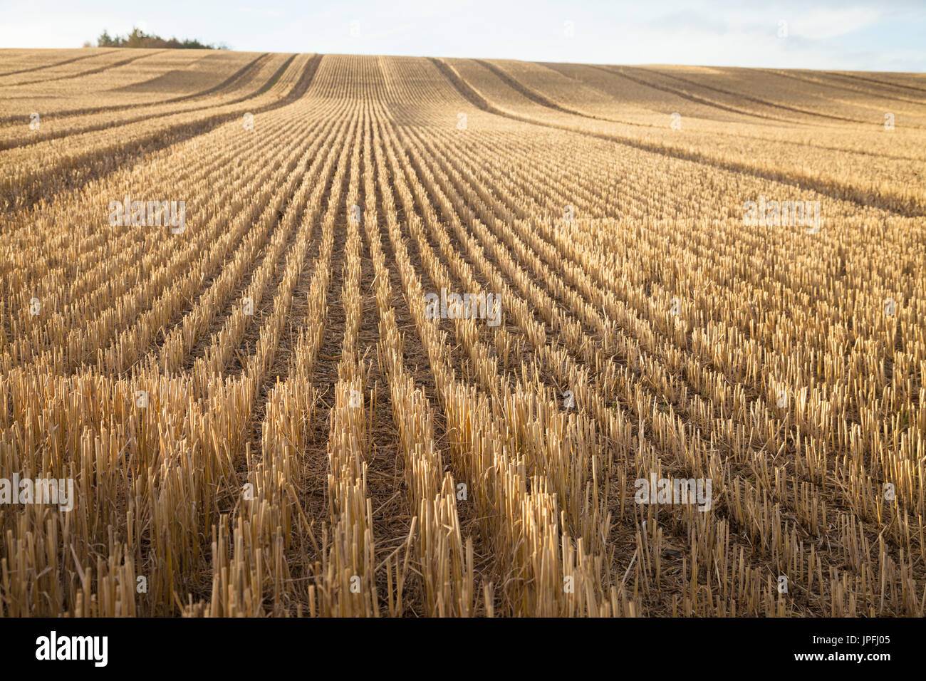 Wheat field after harvest near hi-res stock photography and images - Alamy