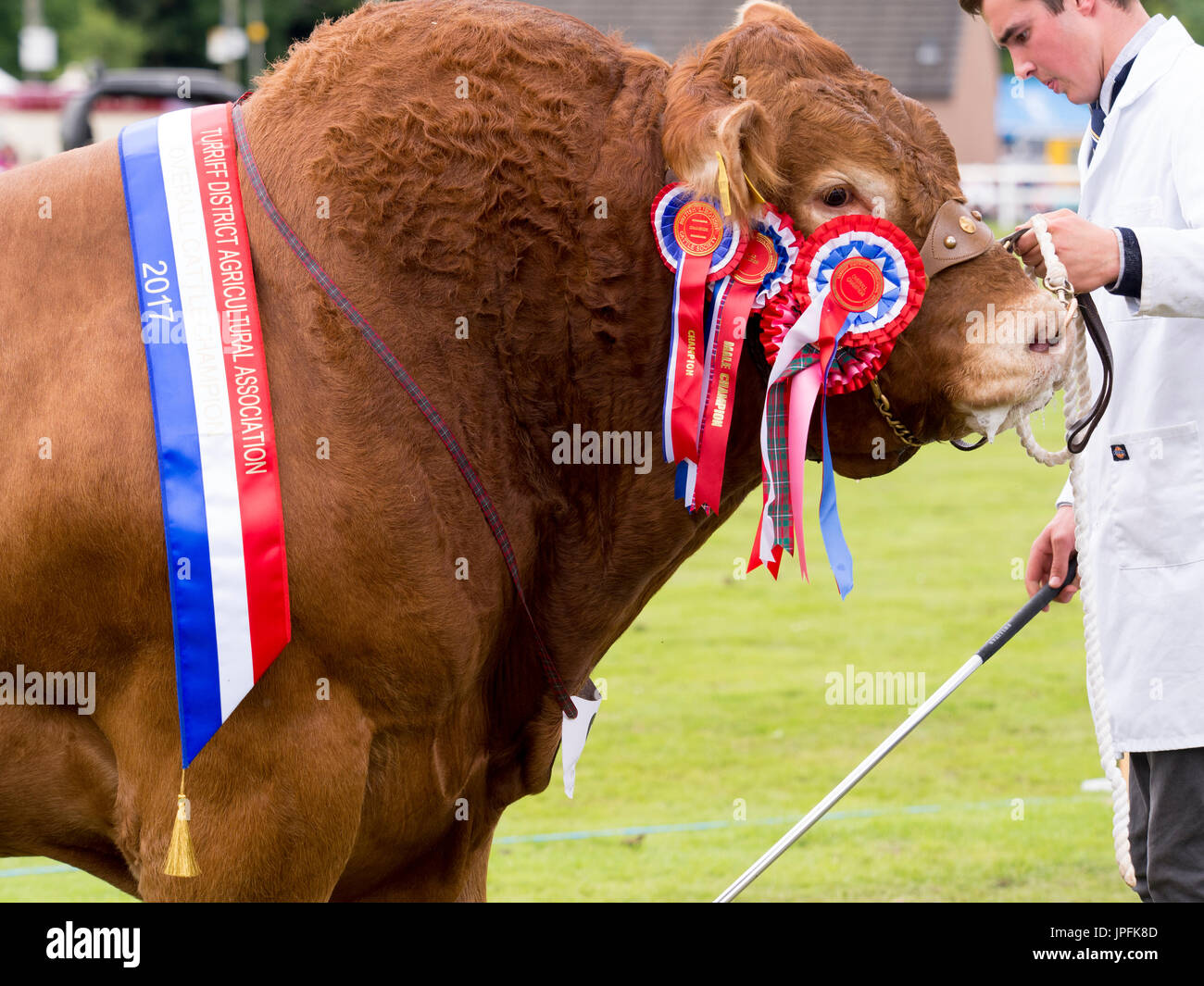 Limousin cattle agricultural show hi-res stock photography and images ...