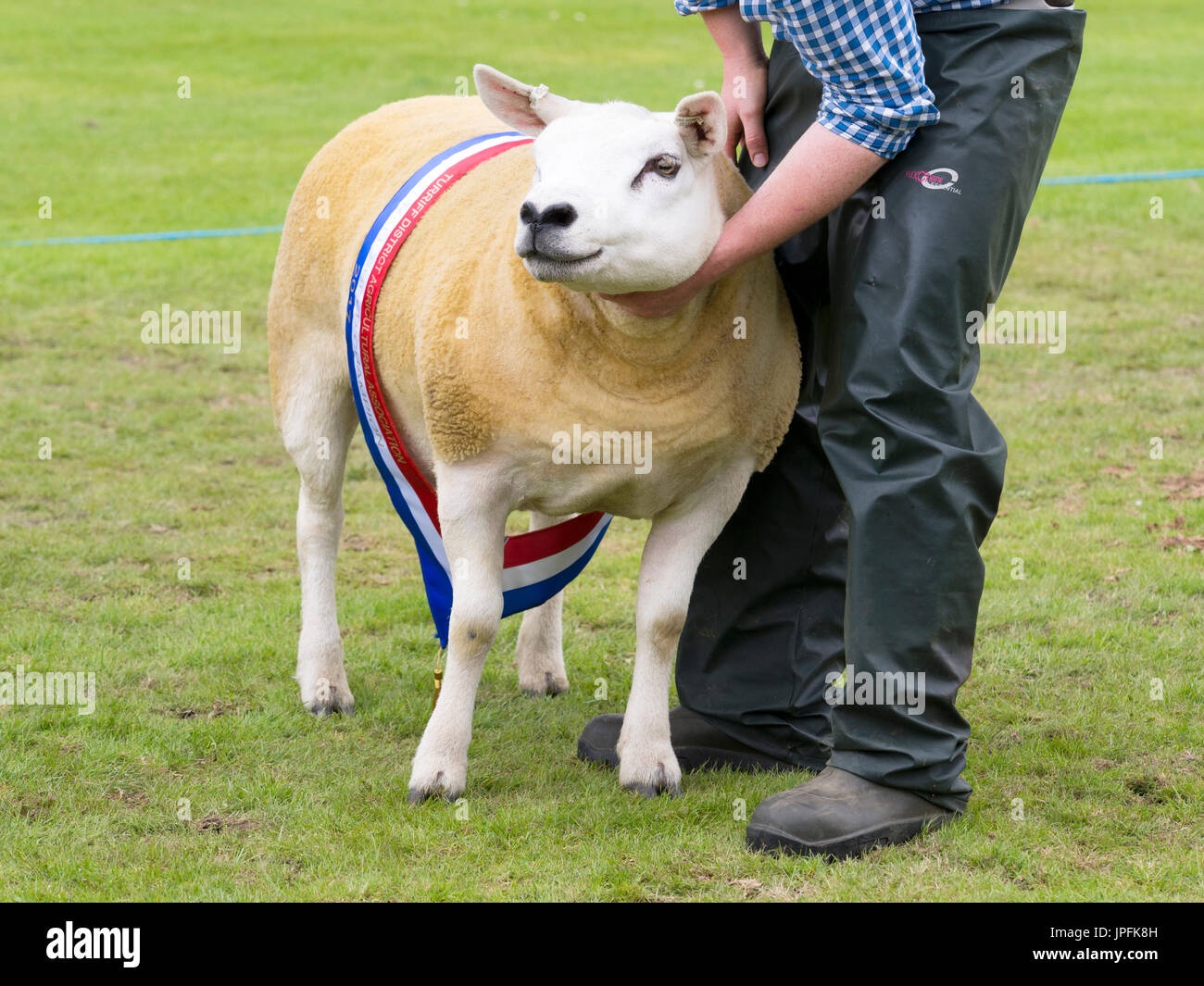 Turriff sheep hi-res stock photography and images - Alamy