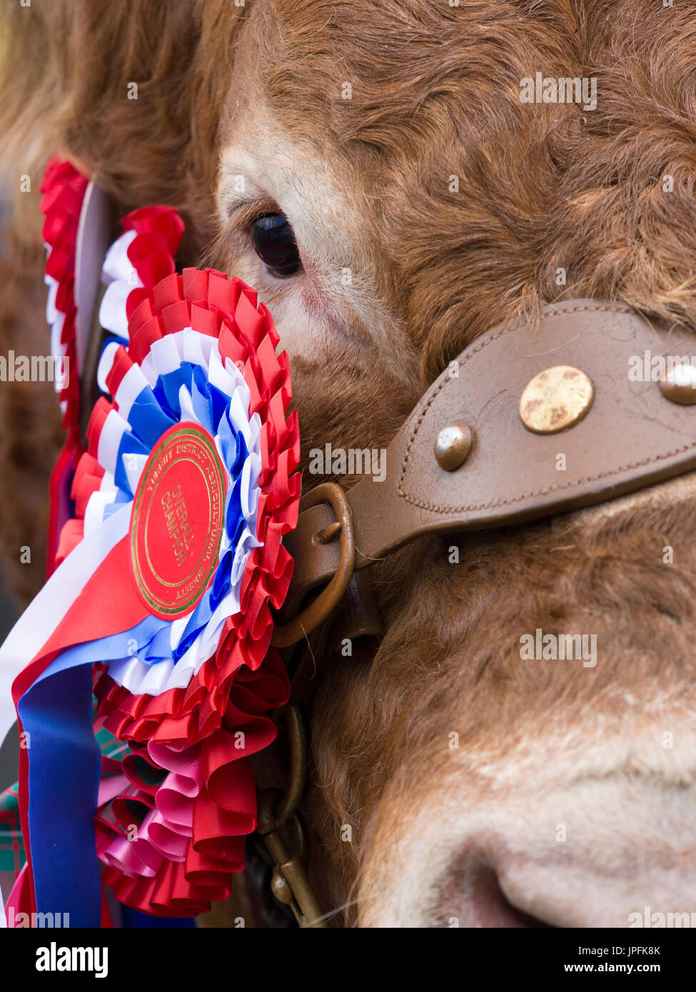 Limousin cattle scotland hi-res stock photography and images - Alamy
