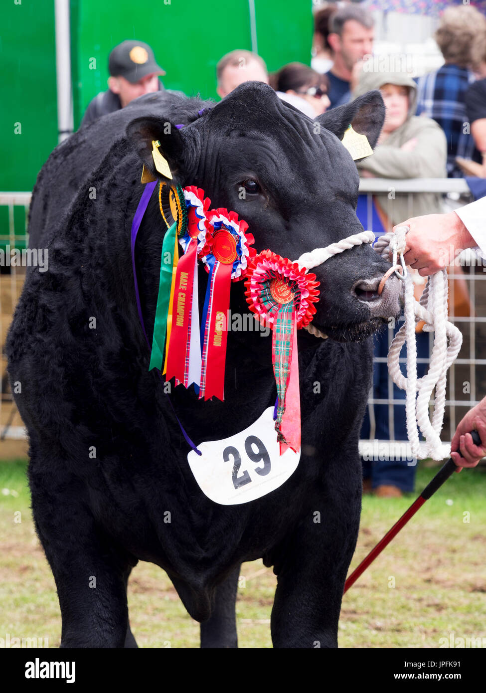 Aberdeen angus bull show hi-res stock photography and images - Alamy