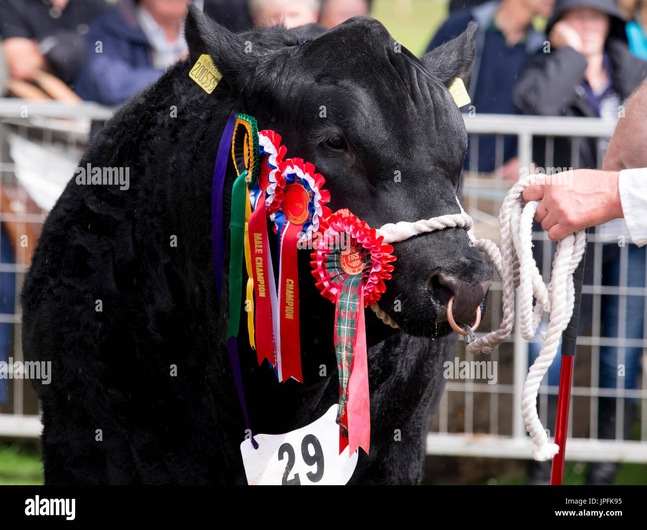 Show prize bull hi-res stock photography and images - Alamy