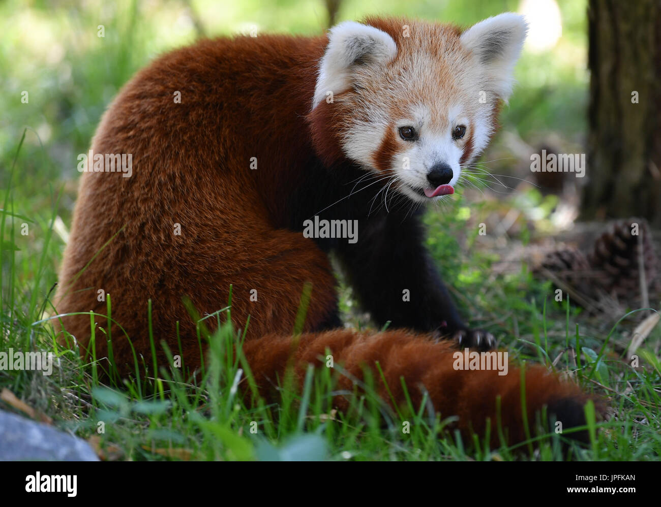 Leipzig, Germany. 1st Aug, 2017. A red panda in the newly opened ...