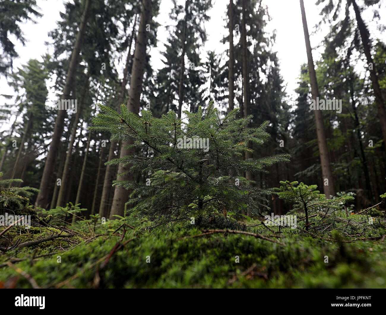 Koenigsforst Stock Photos & Koenigsforst Stock Images - Alamy