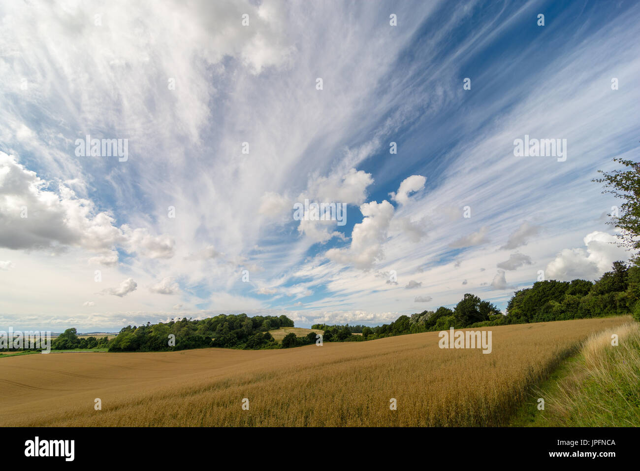 Fibratus hi-res stock photography and images - Alamy