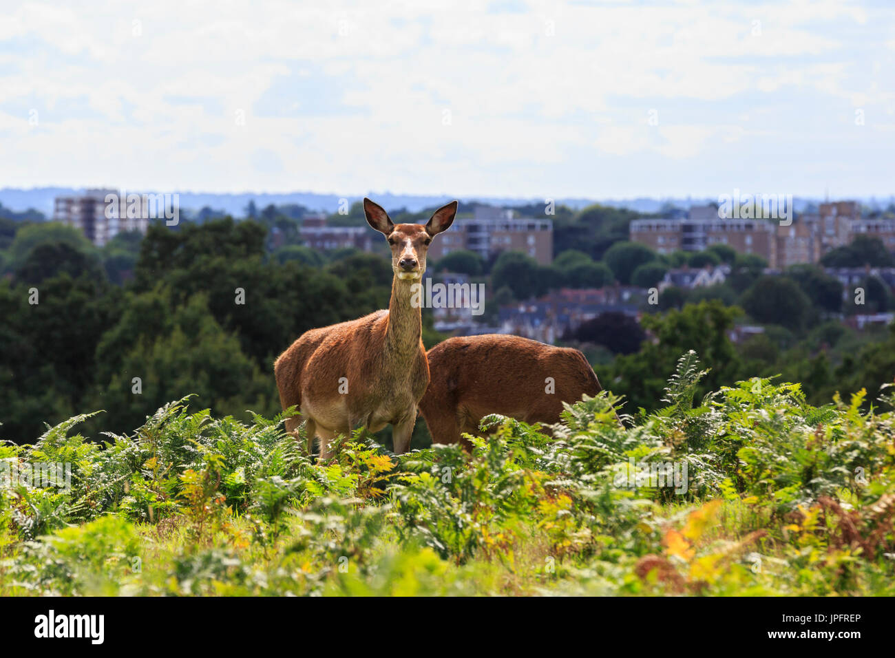 Female fawn hi-res stock photography and images - Alamy