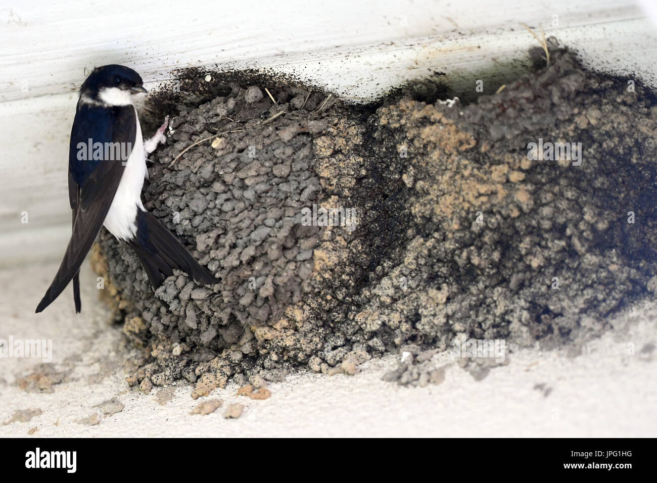 House martin nests hi-res stock photography and images - Alamy