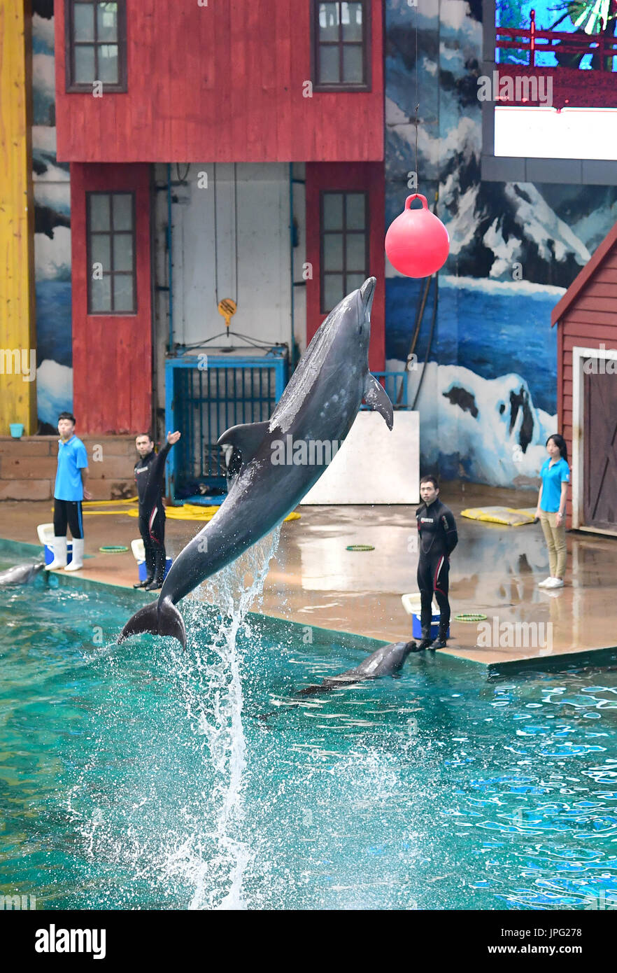 Xi'an, China's Shaanxi Province. 2nd Aug, 2017. A dolphin performs ...