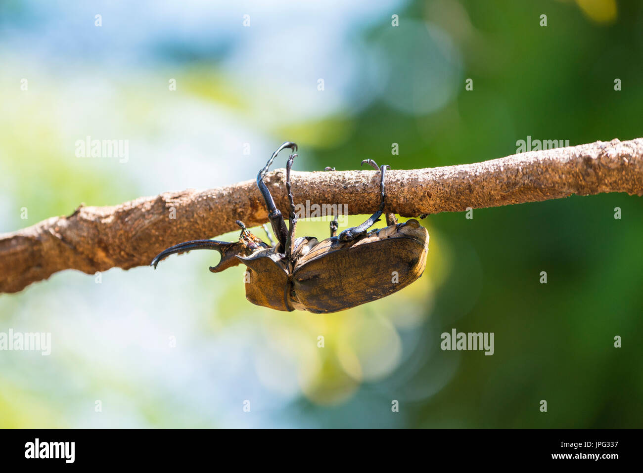 Elephant beetle (Megasoma elephas) climbing on branch, Limon province ...