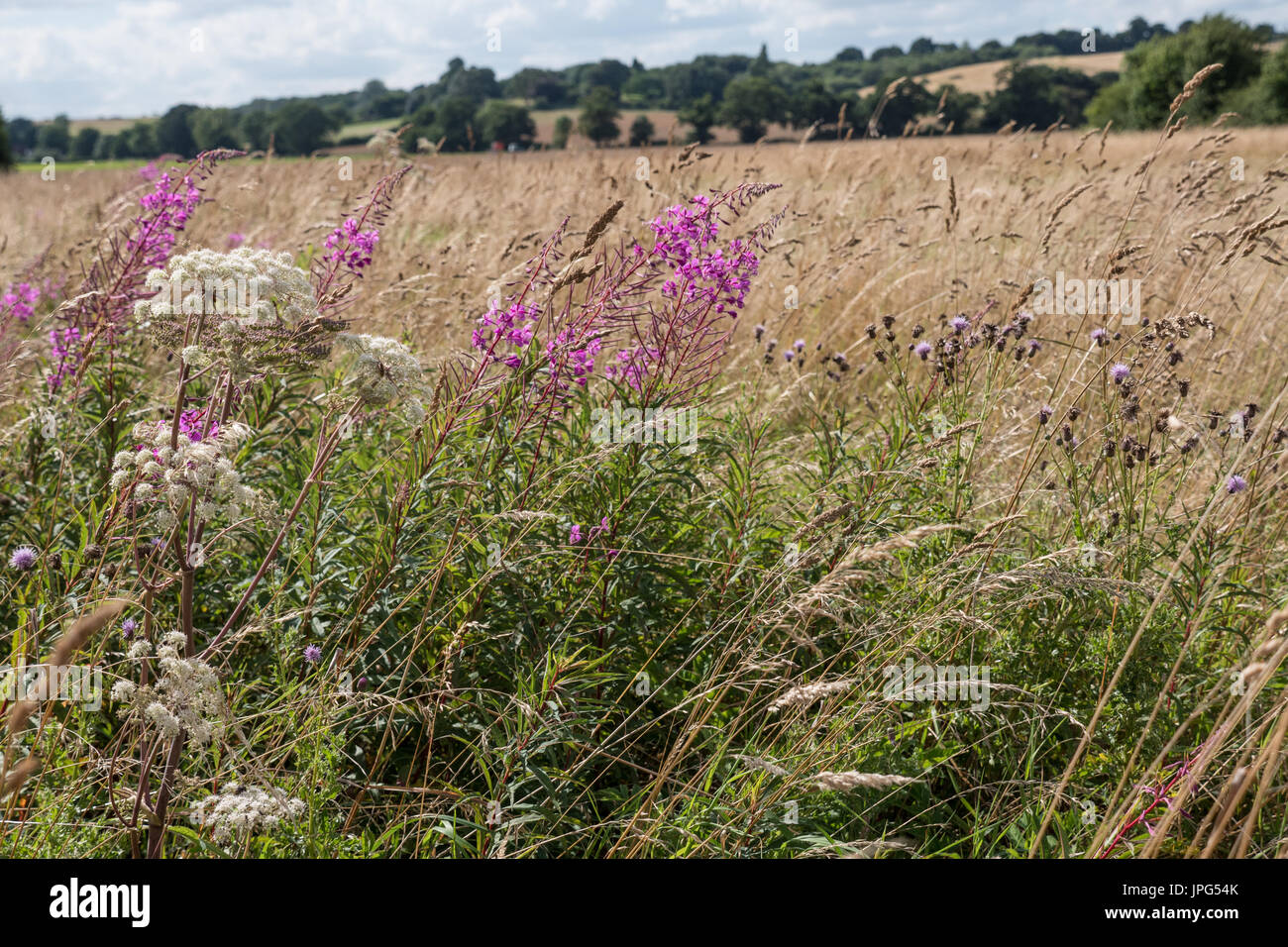Wild flowers growing on the field margins of an arable crop of cereals ...