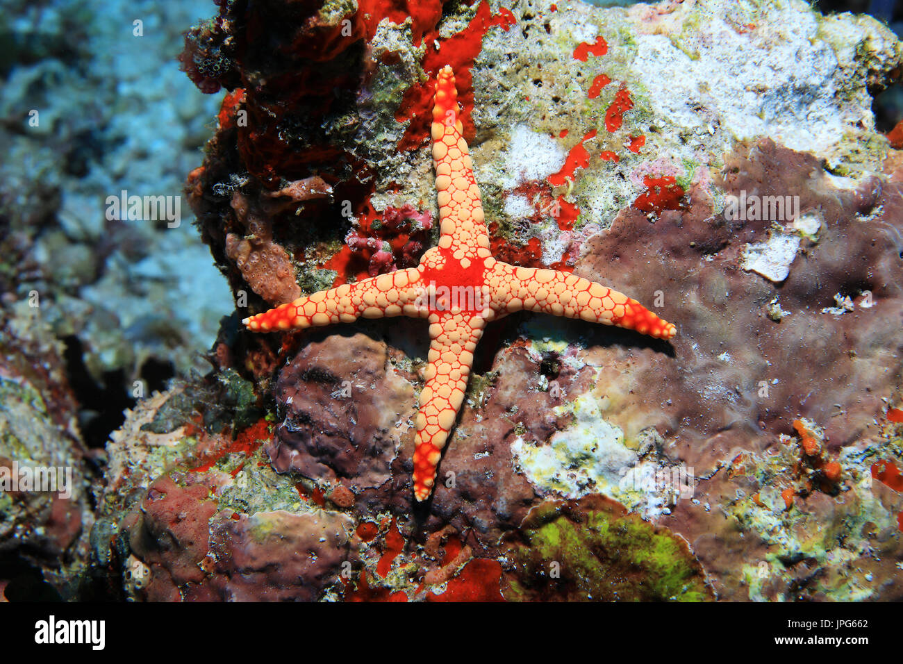 Abnormal starfish (Fromia nodosa) with only four arms Stock Photo - Alamy