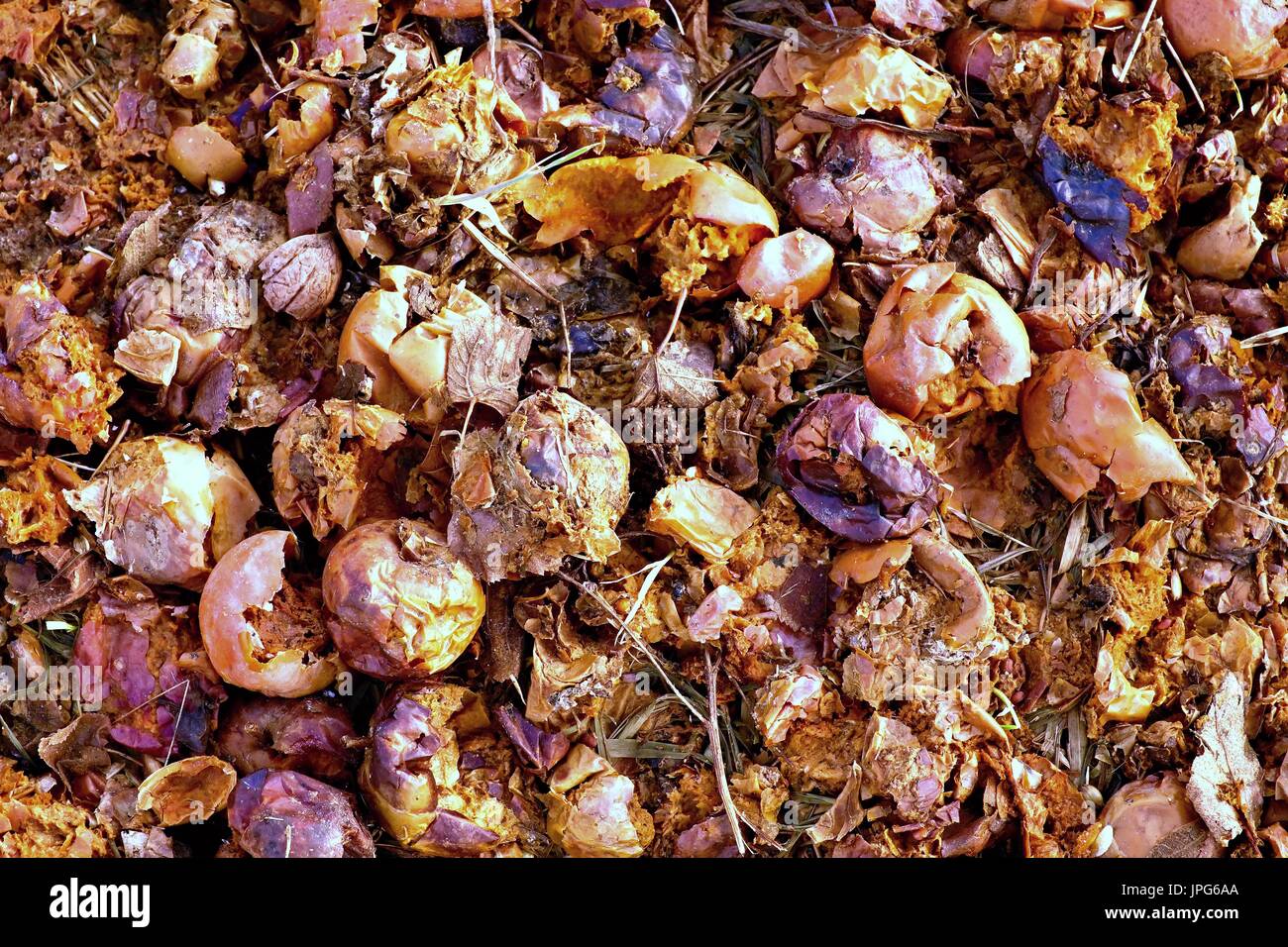 Fruit damaged by animals hi-res stock photography and images - Alamy