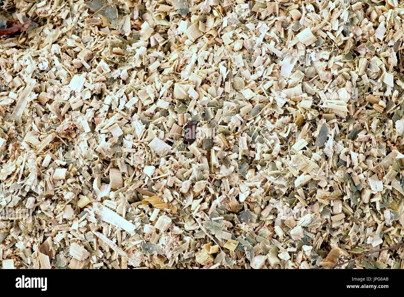 Wet corn maize silage milled as animal feed. Waste from the end of corn ...