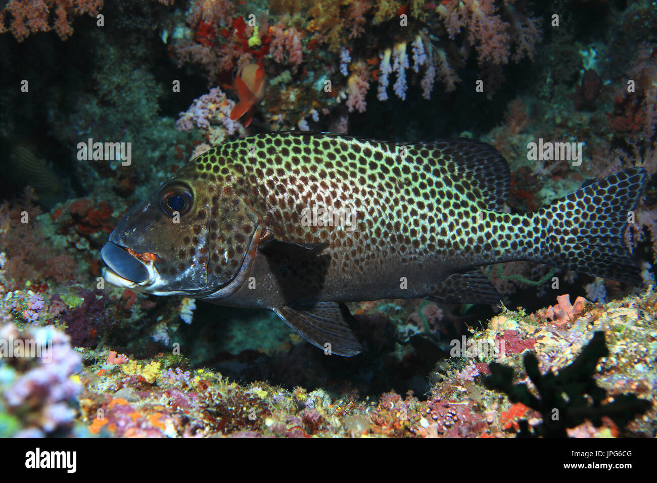 Harlequin sweetlips fish (Plectorhinchus chaetodonoides) underwater in ...