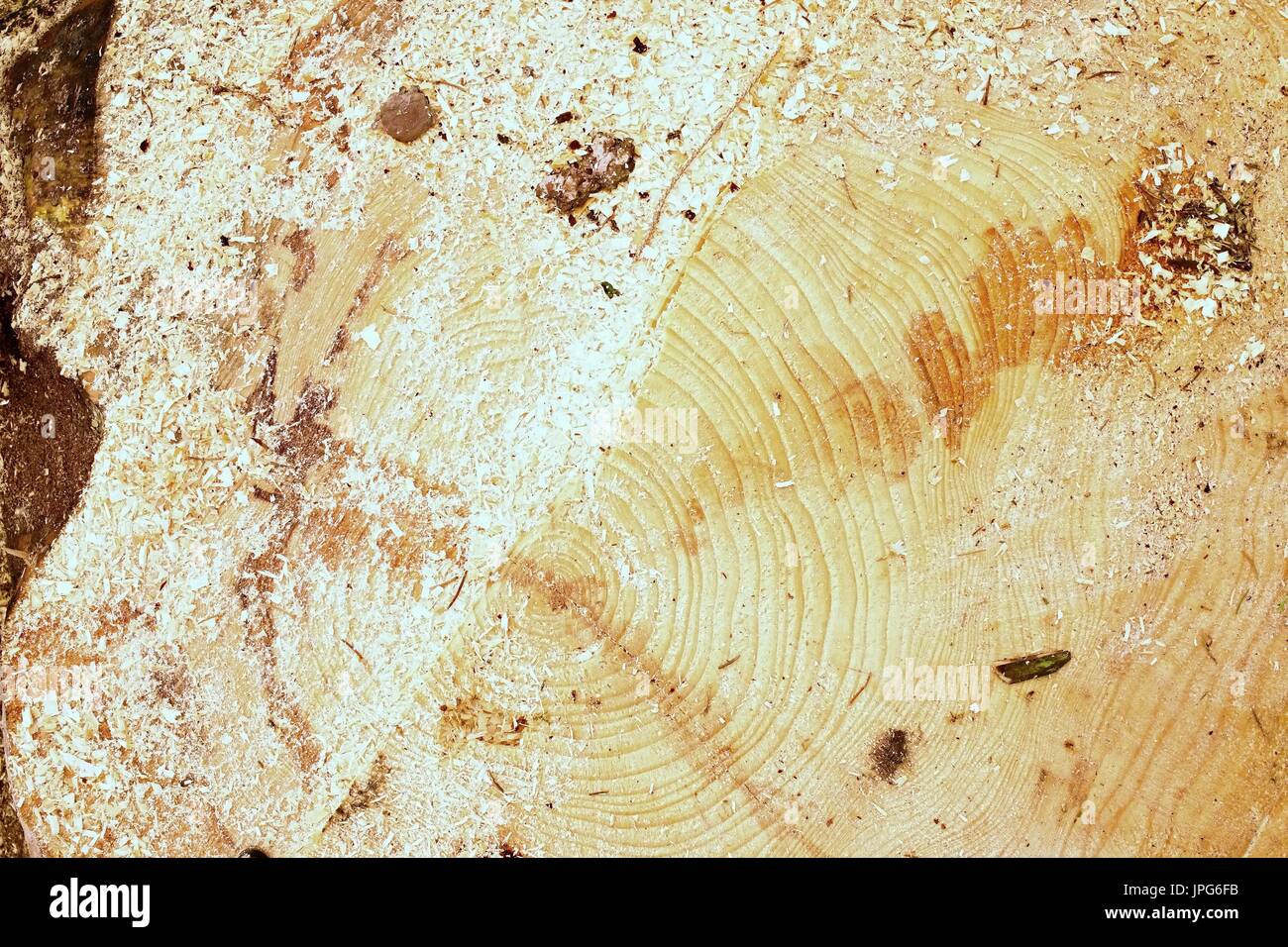 Cut alder tree with annual ring, saw dust and pieces of bark. Detail of ...